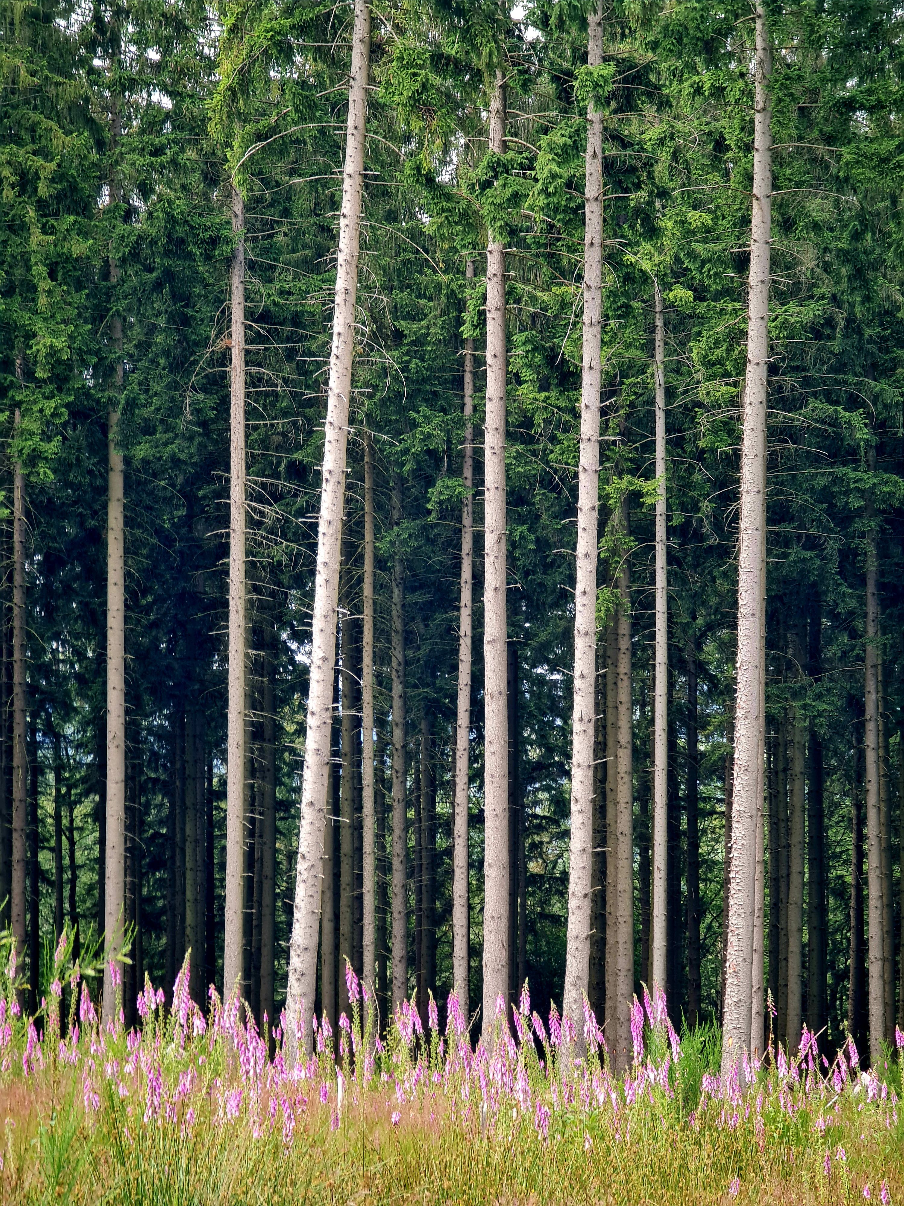 Tall Trees in Evergreen Forest · Free Stock Photo
