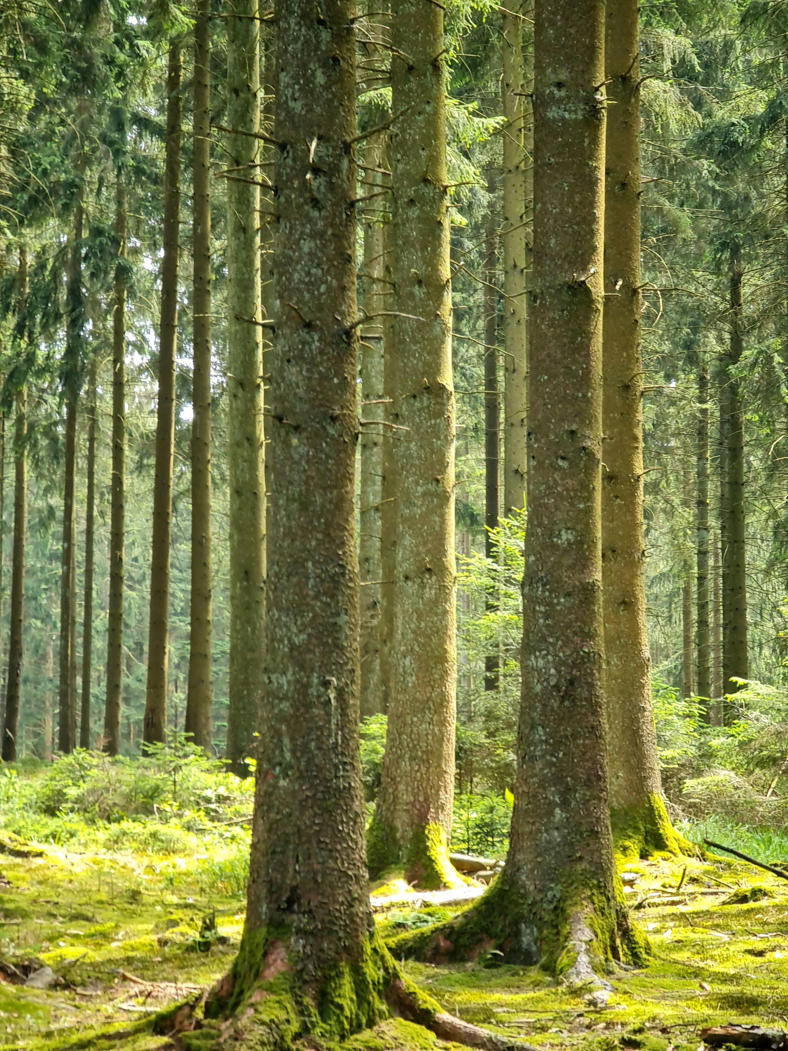 Deep, Evergreen Forest · Free Stock Photo