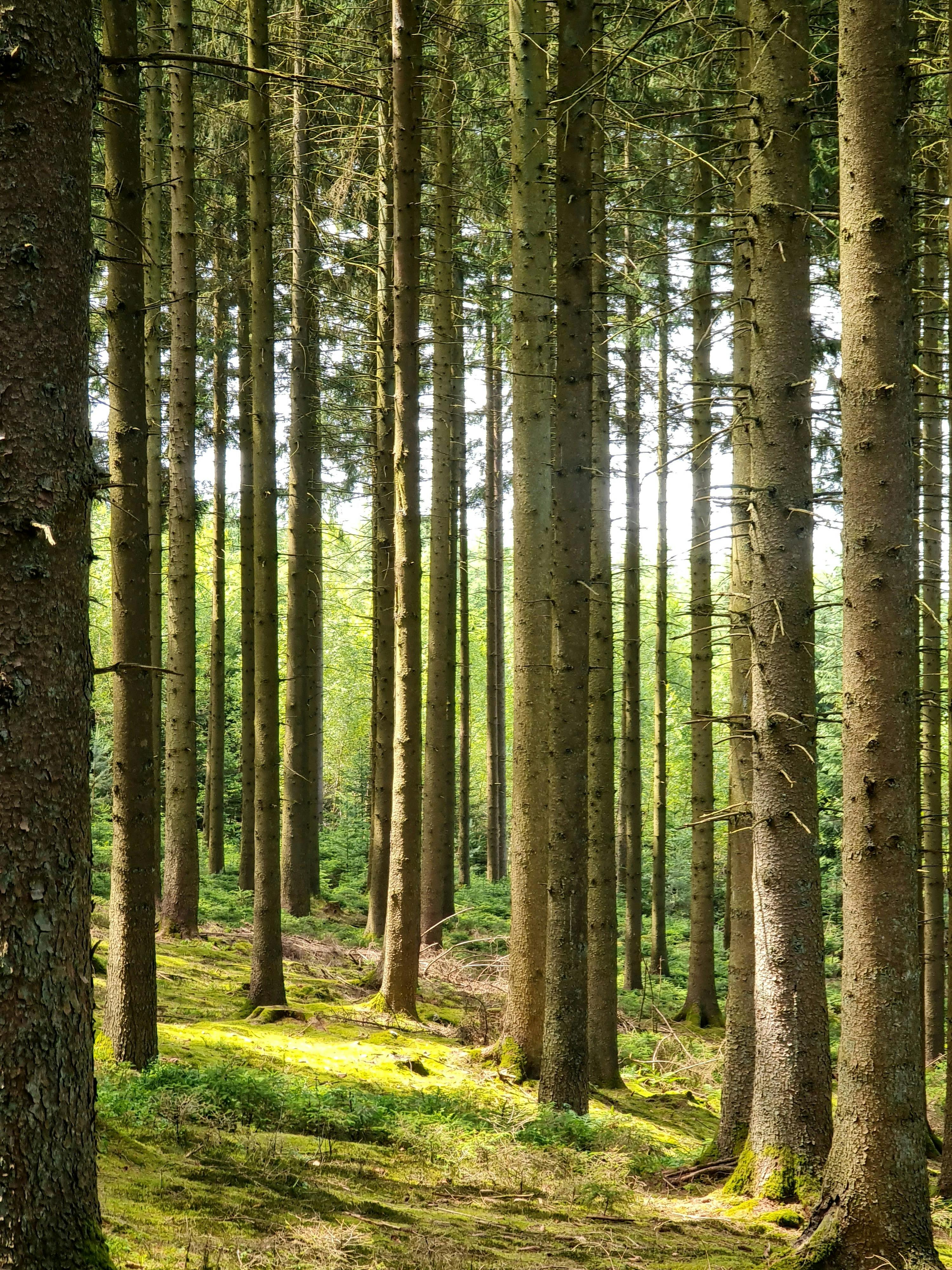 Deep, Evergreen Forest · Free Stock Photo