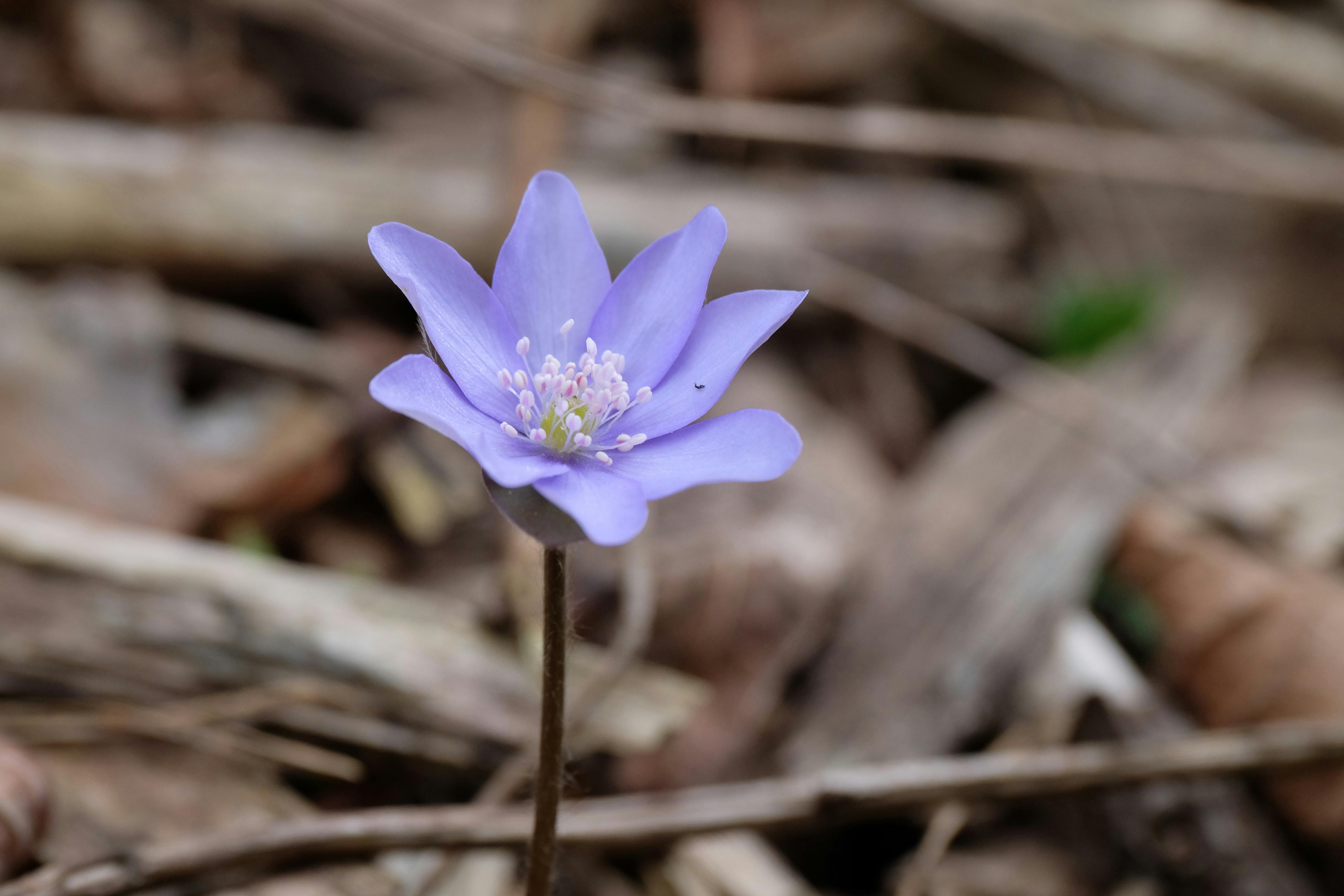 Close-up of a Hepatica Flower · Free Stock Photo