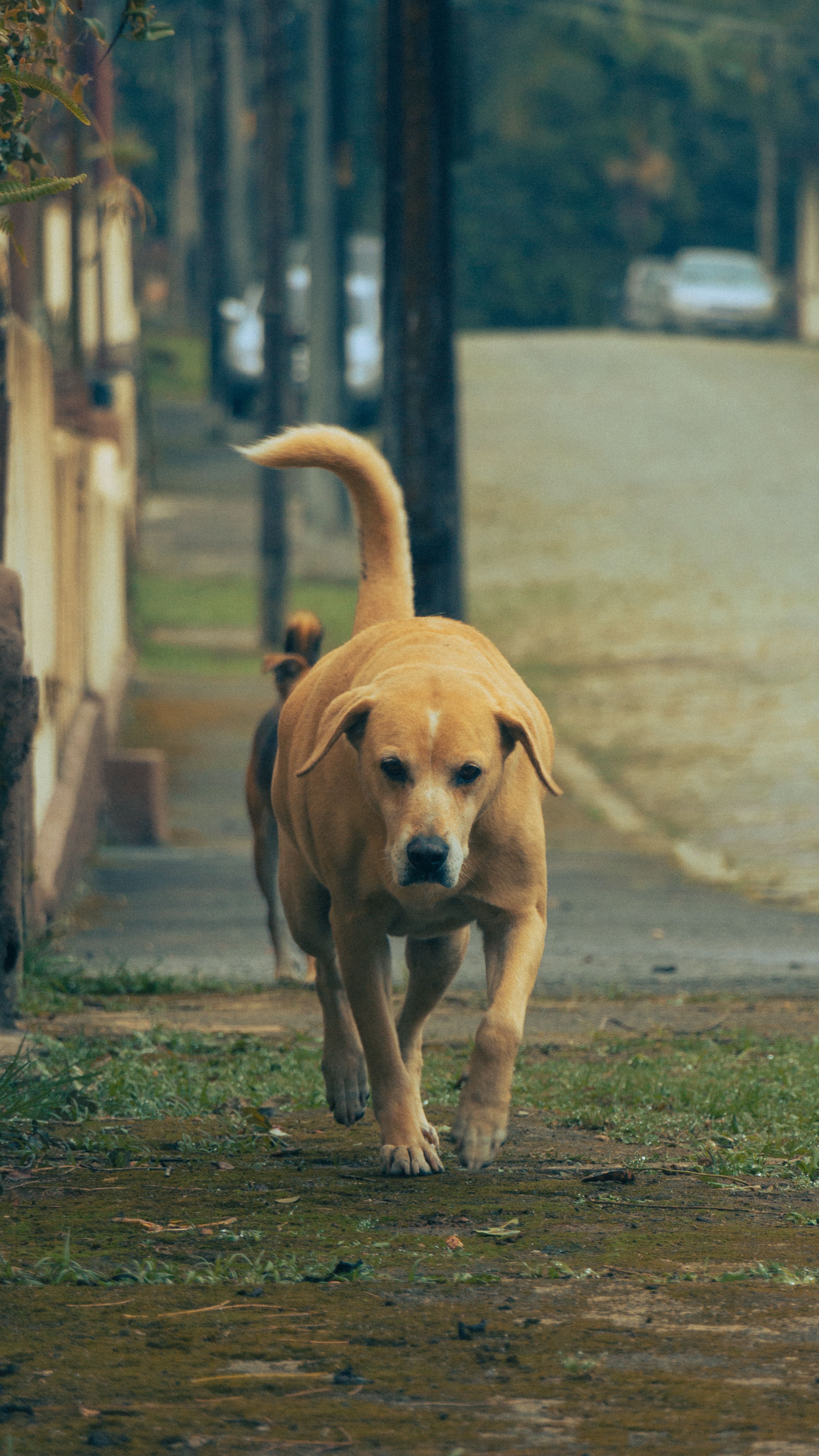 Dog in Village · Free Stock Photo