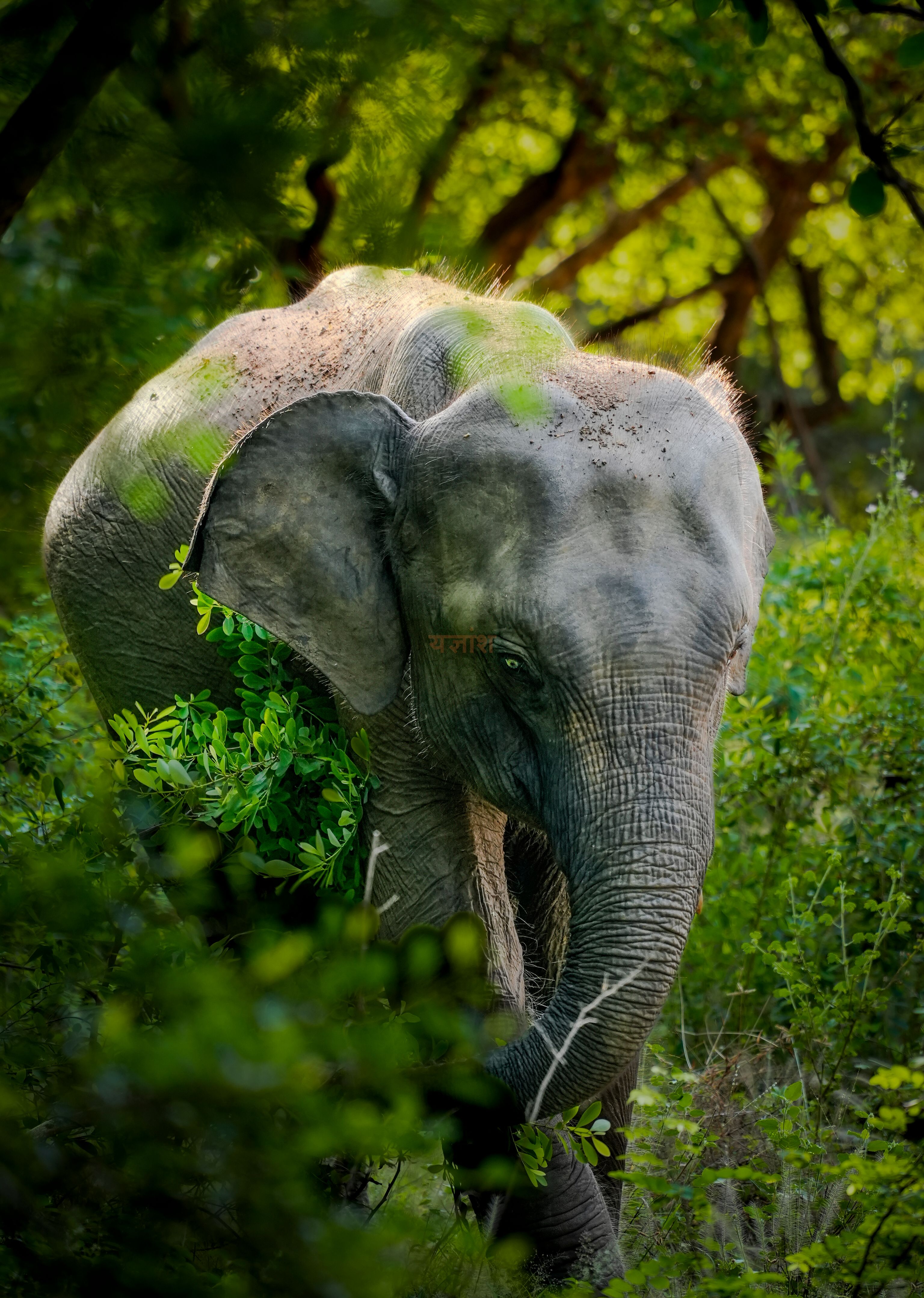 Elephant in Forest · Free Stock Photo