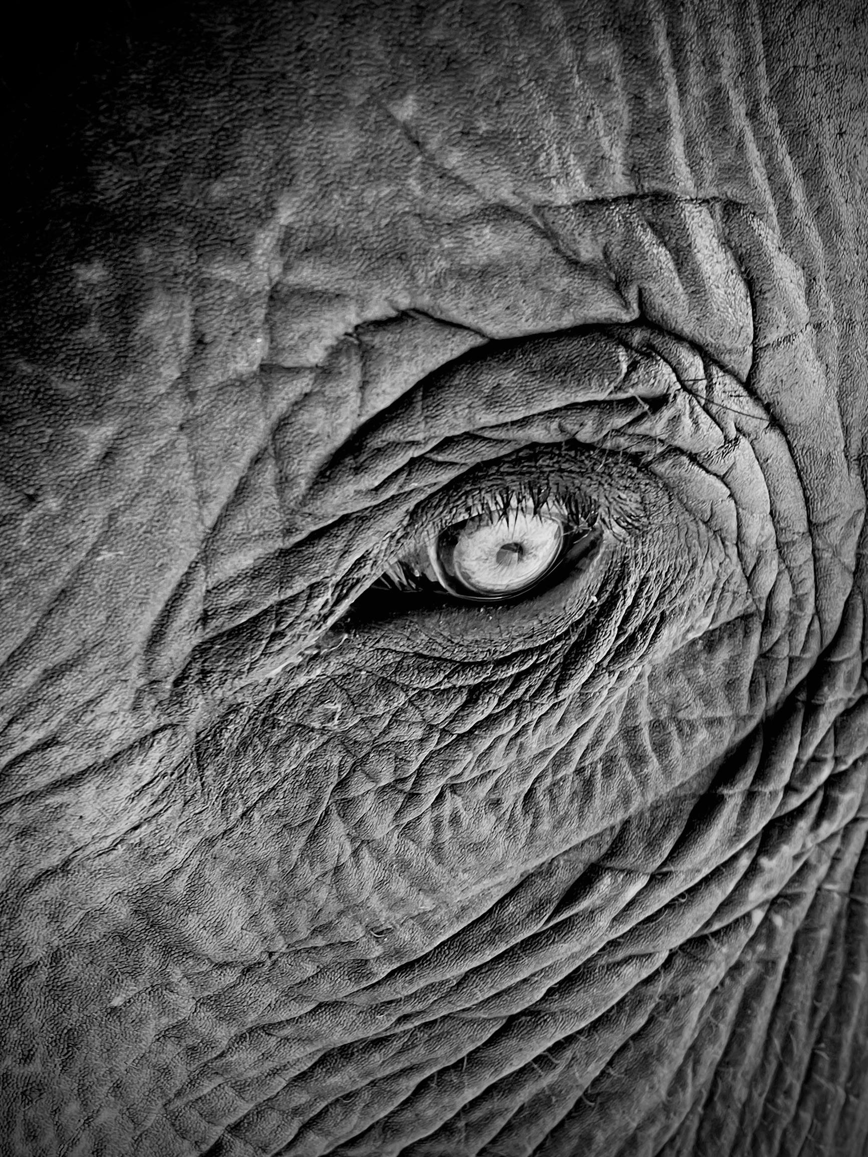 Close up of Elephant Eye · Free Stock Photo