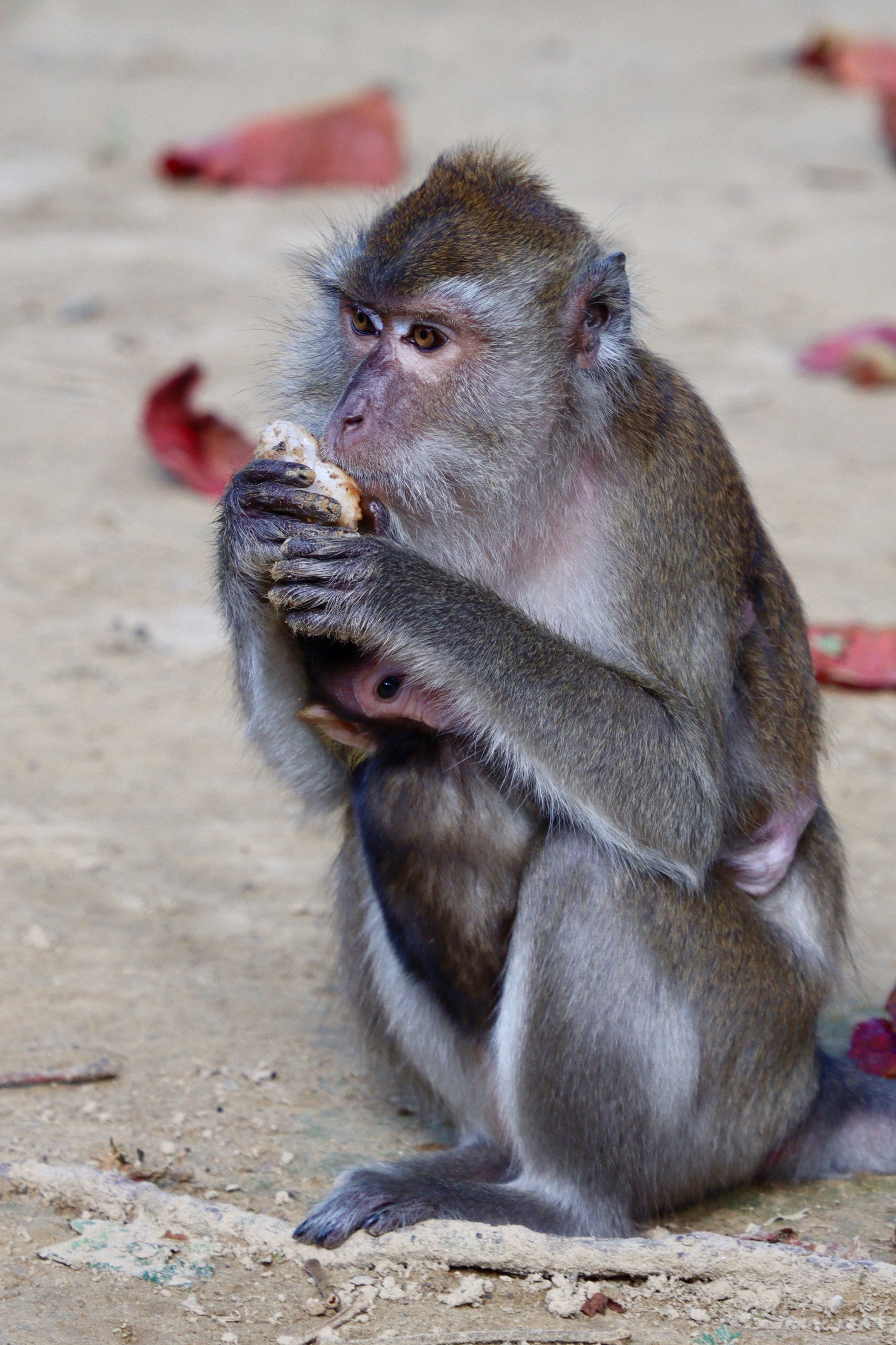 Monkey Sitting with Baby and Food · Free Stock Photo