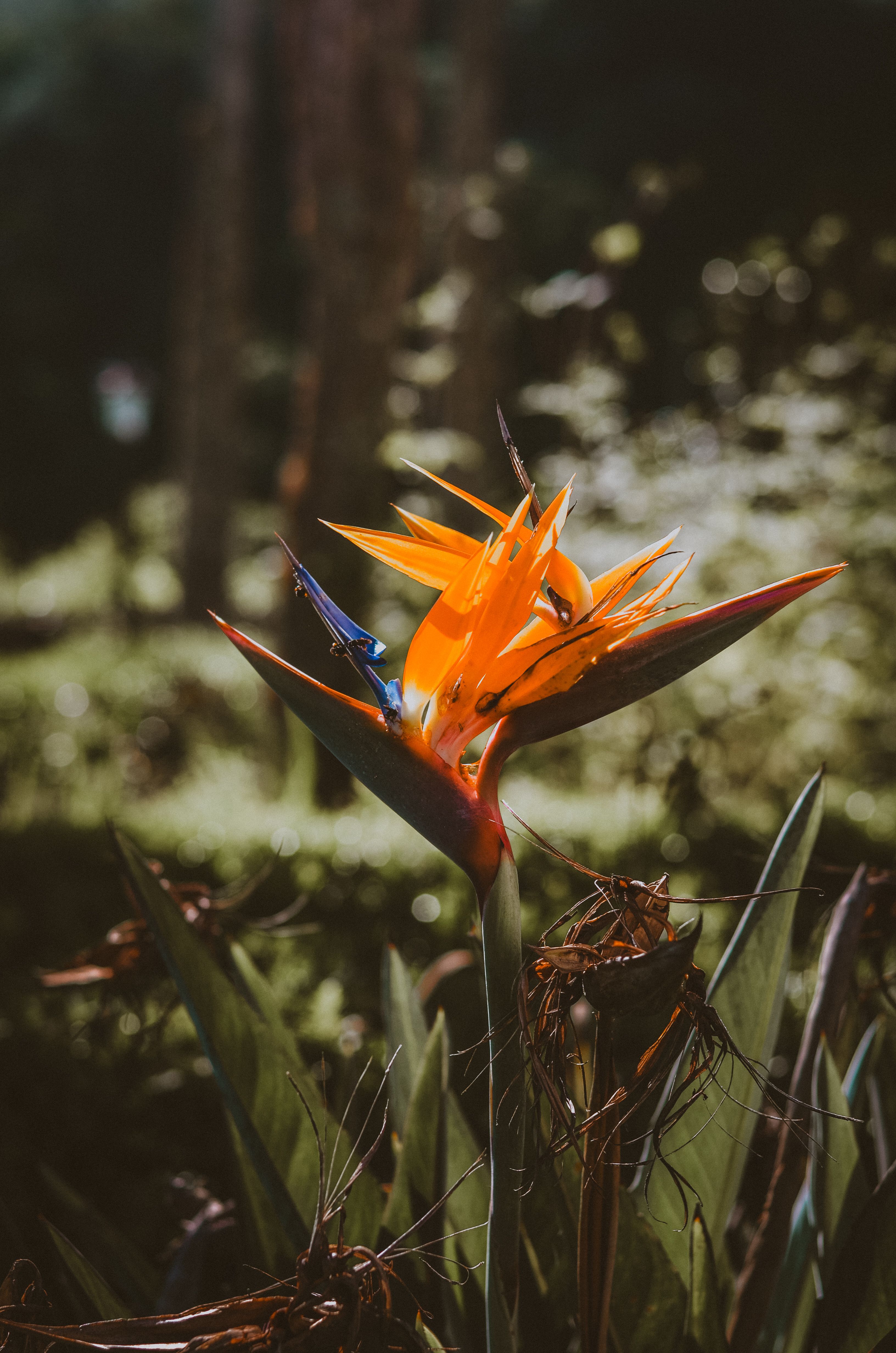 Orange Birds of Paradise Flower Closeup Photo · Free Stock Photo
