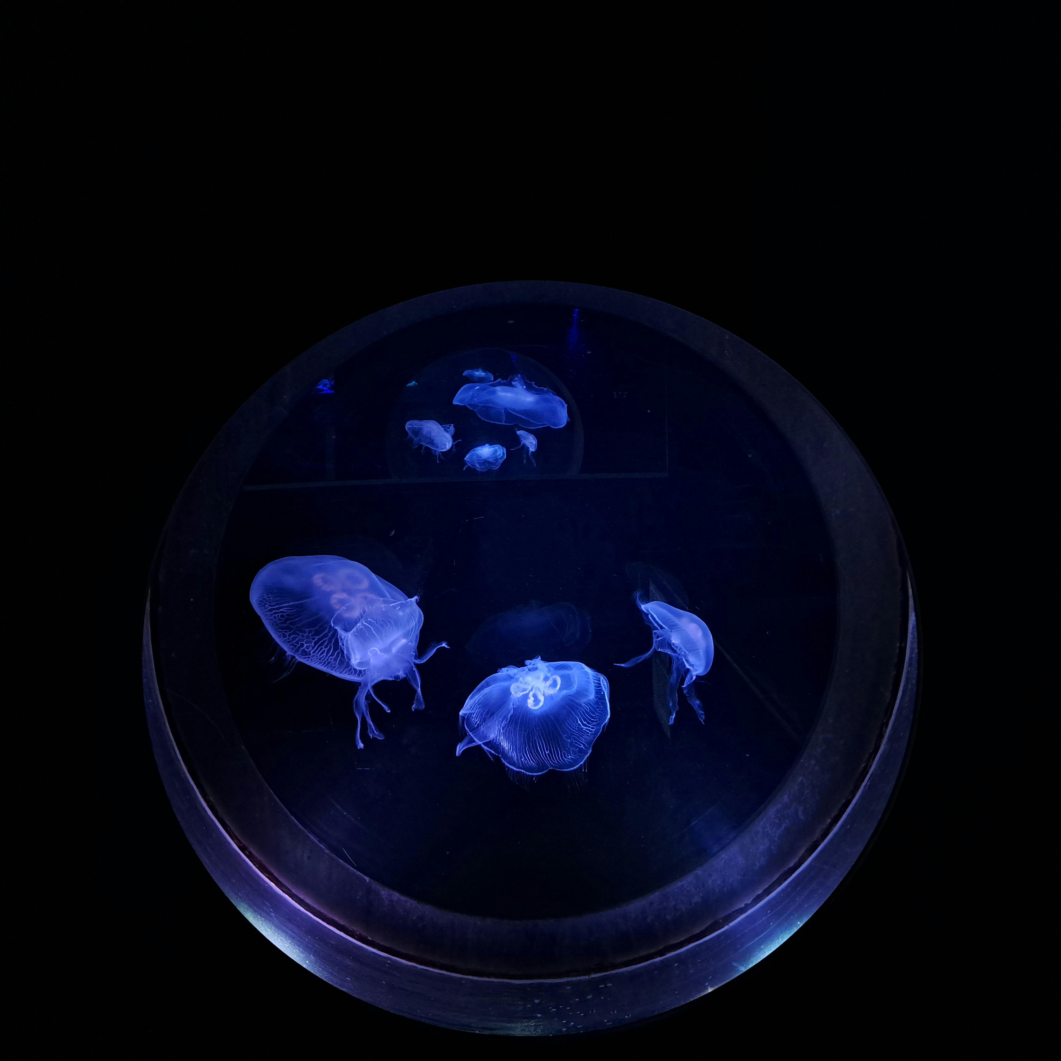Jellyfishes in Ultraviolet Light · Free Stock Photo