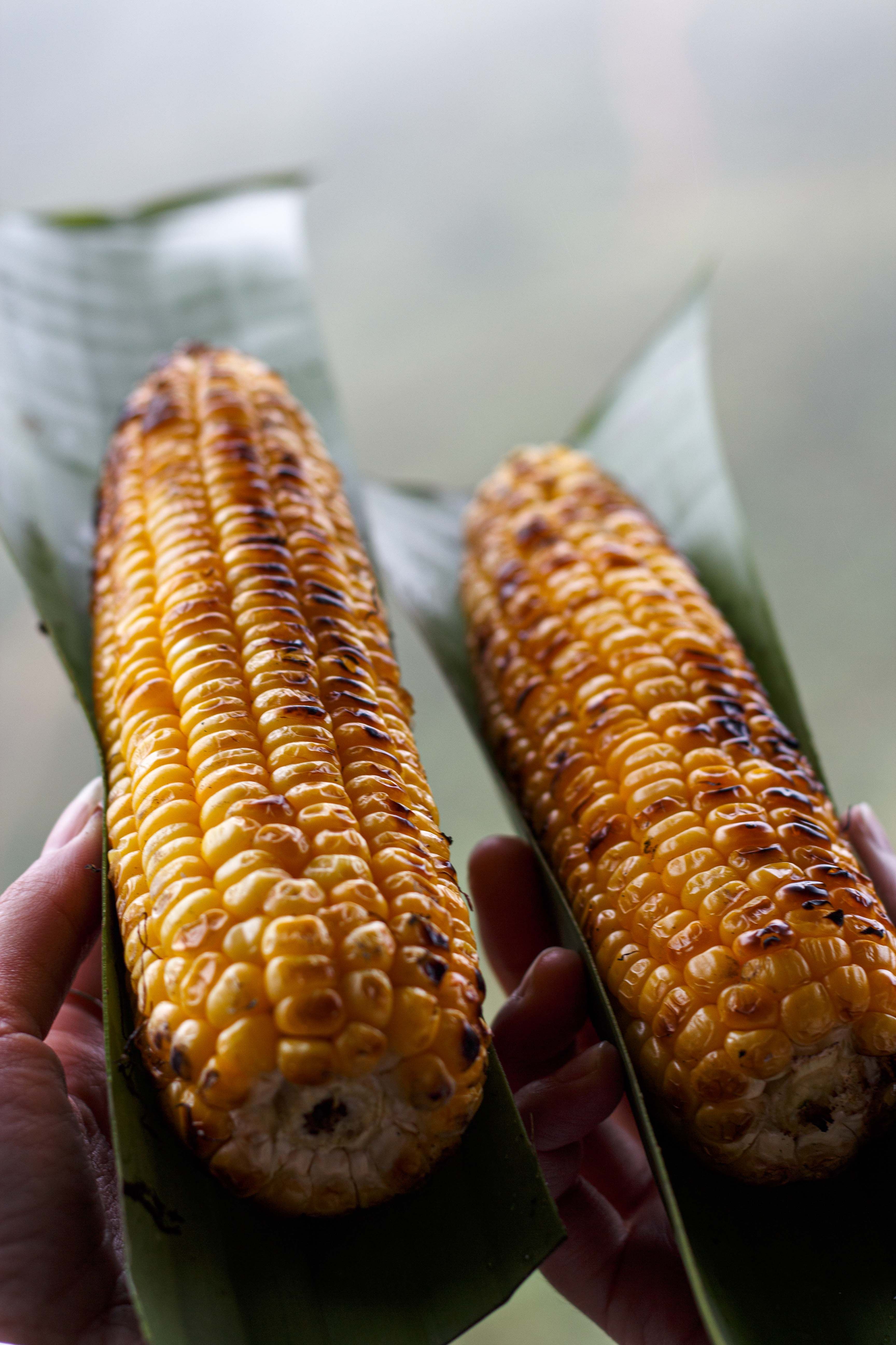 Two hands holding two corn on a leaf · Free Stock Photo