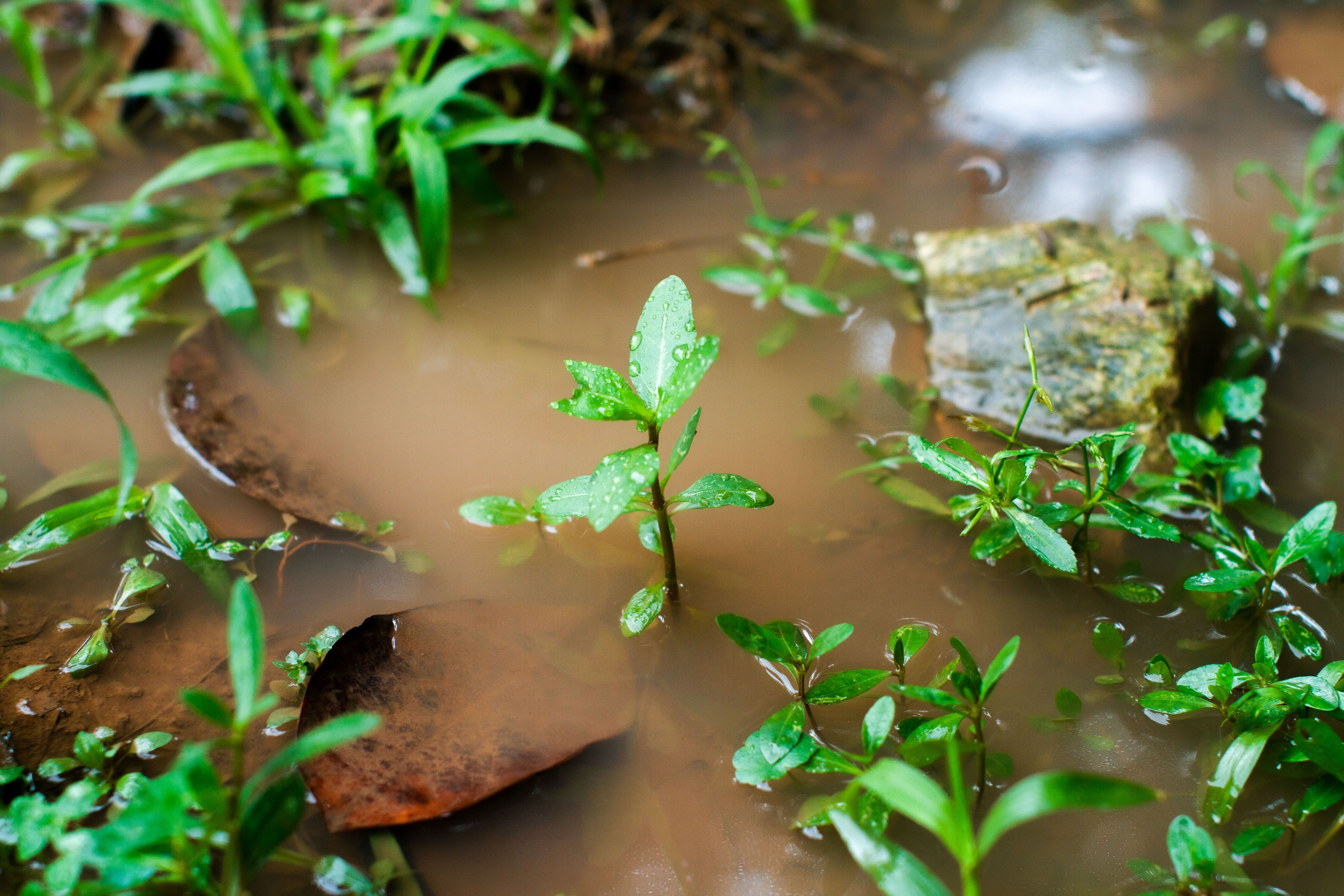 Green Plants in Water · Free Stock Photo