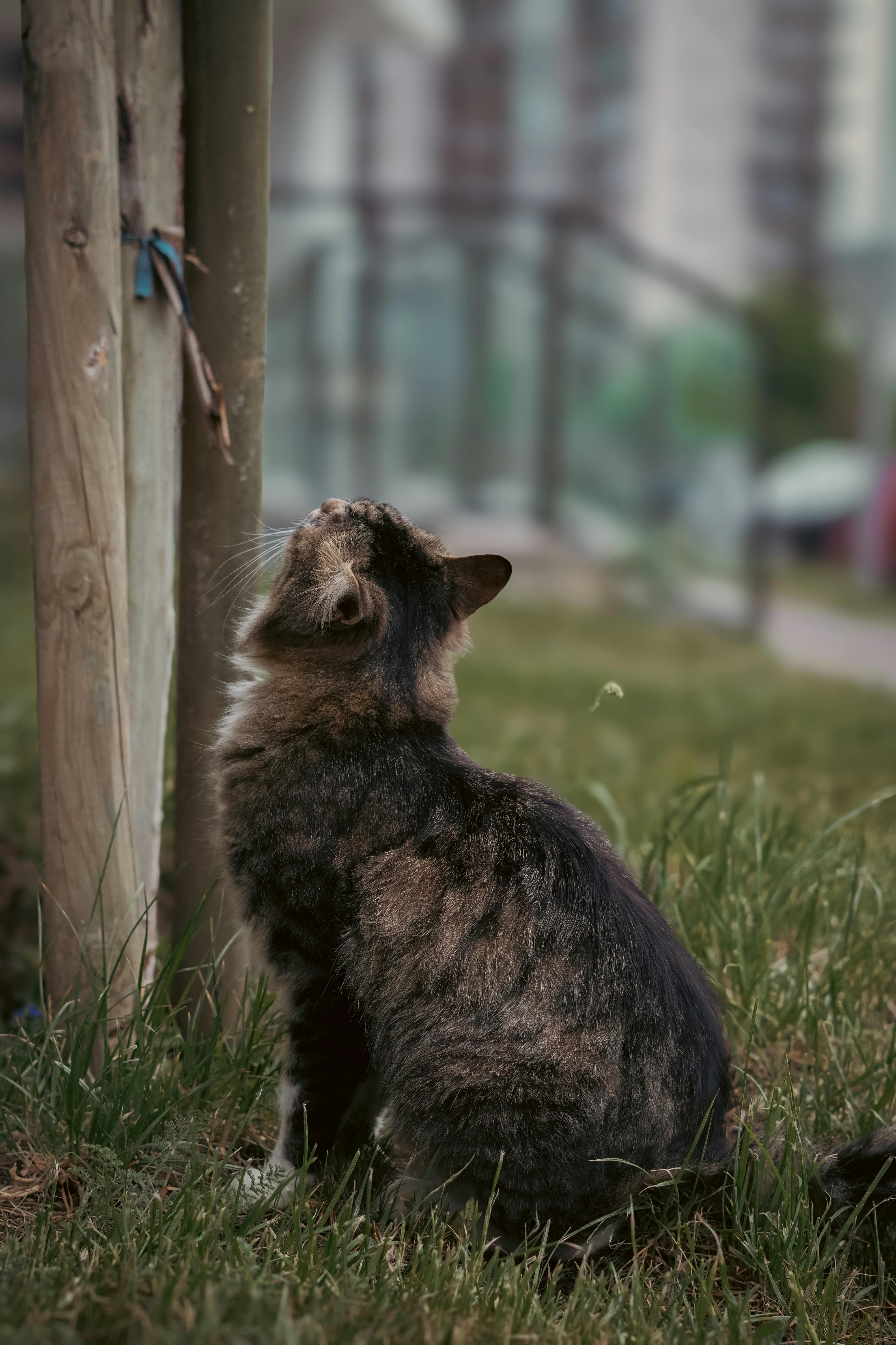 Cat Poles Photos, Download The BEST Free Cat Poles Stock Photos & HD Images