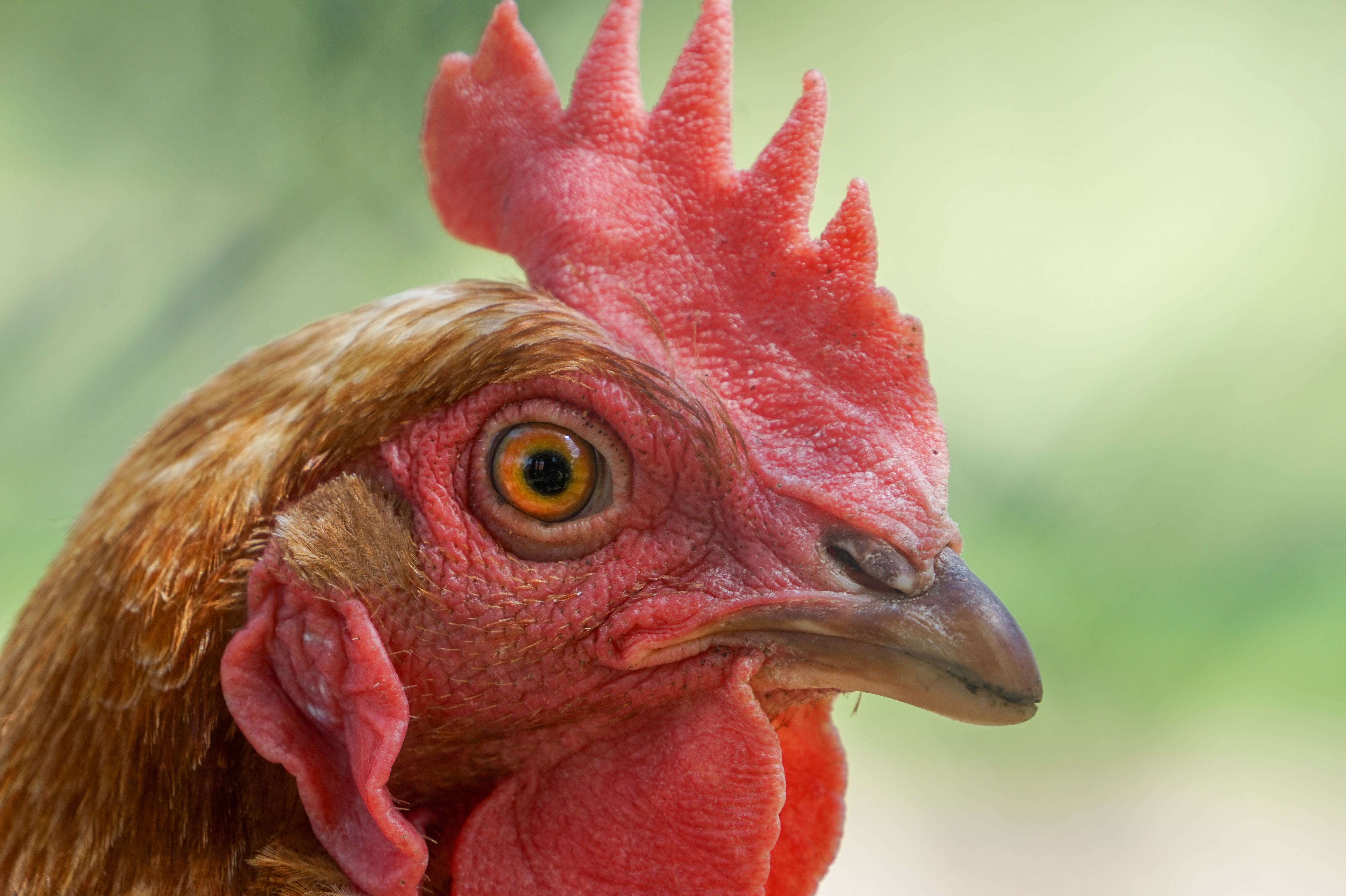 Head of Hen · Free Stock Photo