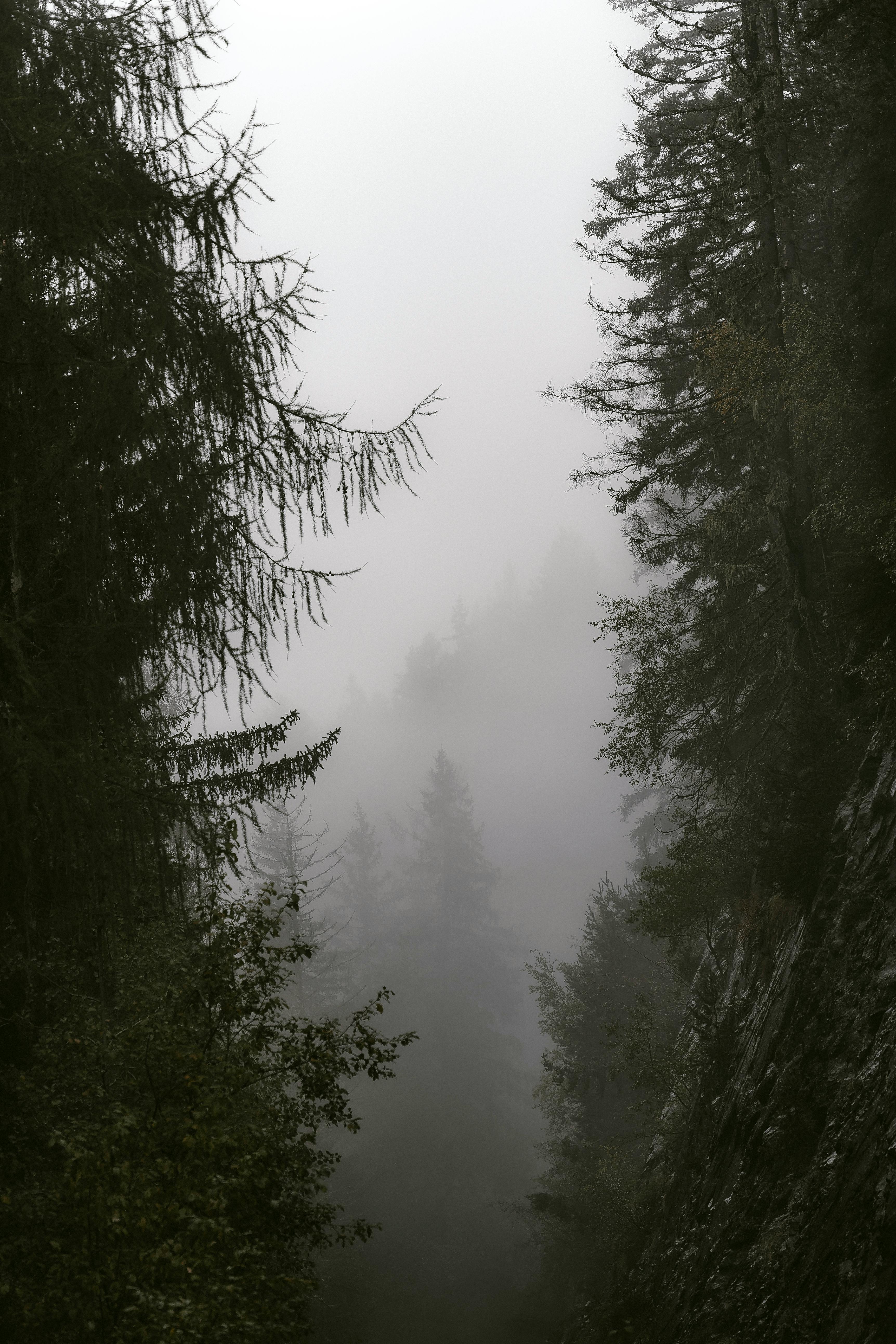 Imagine de stoc gratuită cu arborele copacilor, arbori, armonios ...