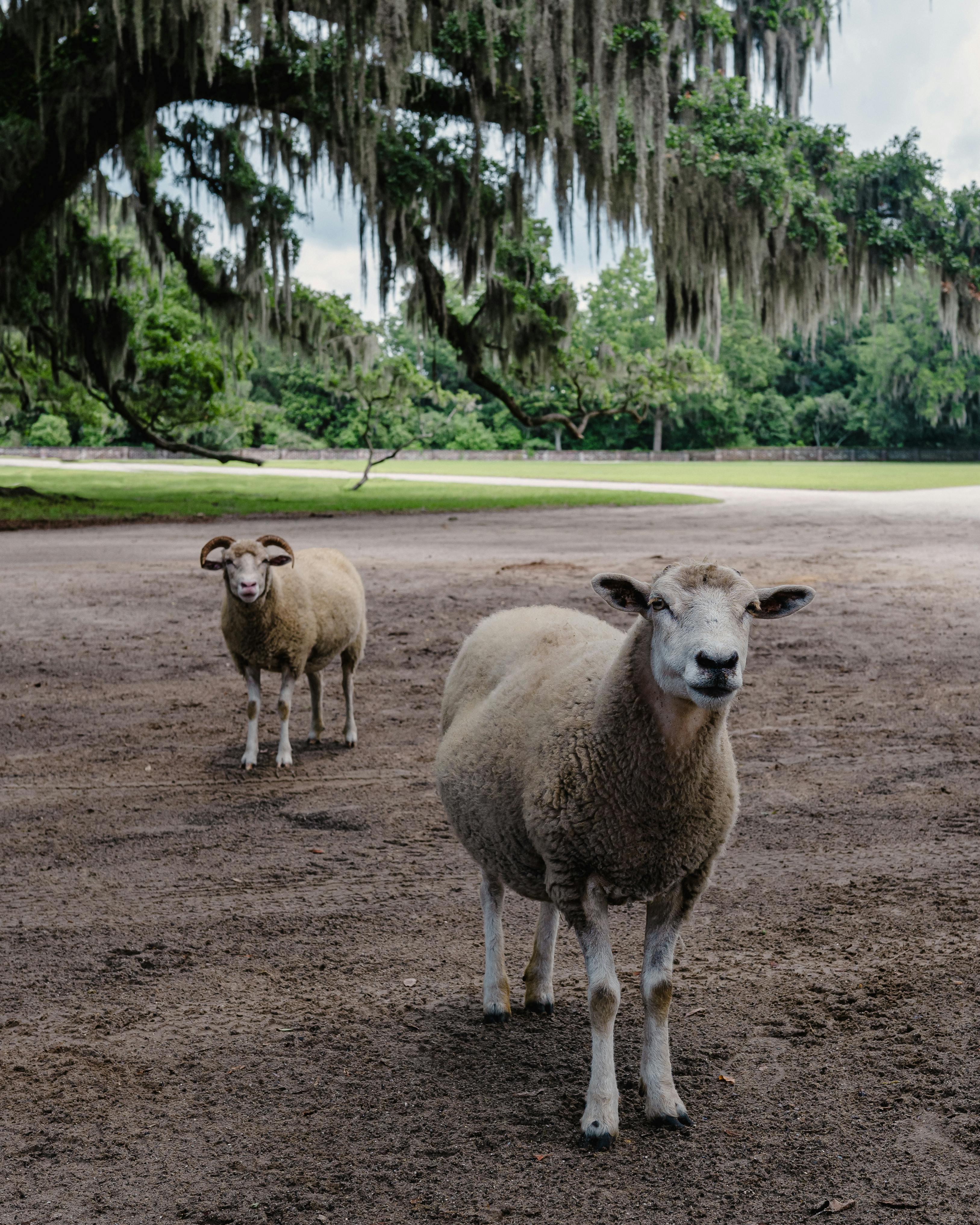 Lava Field Photos, Download The BEST Free Lava Field Stock Photos & HD ...
