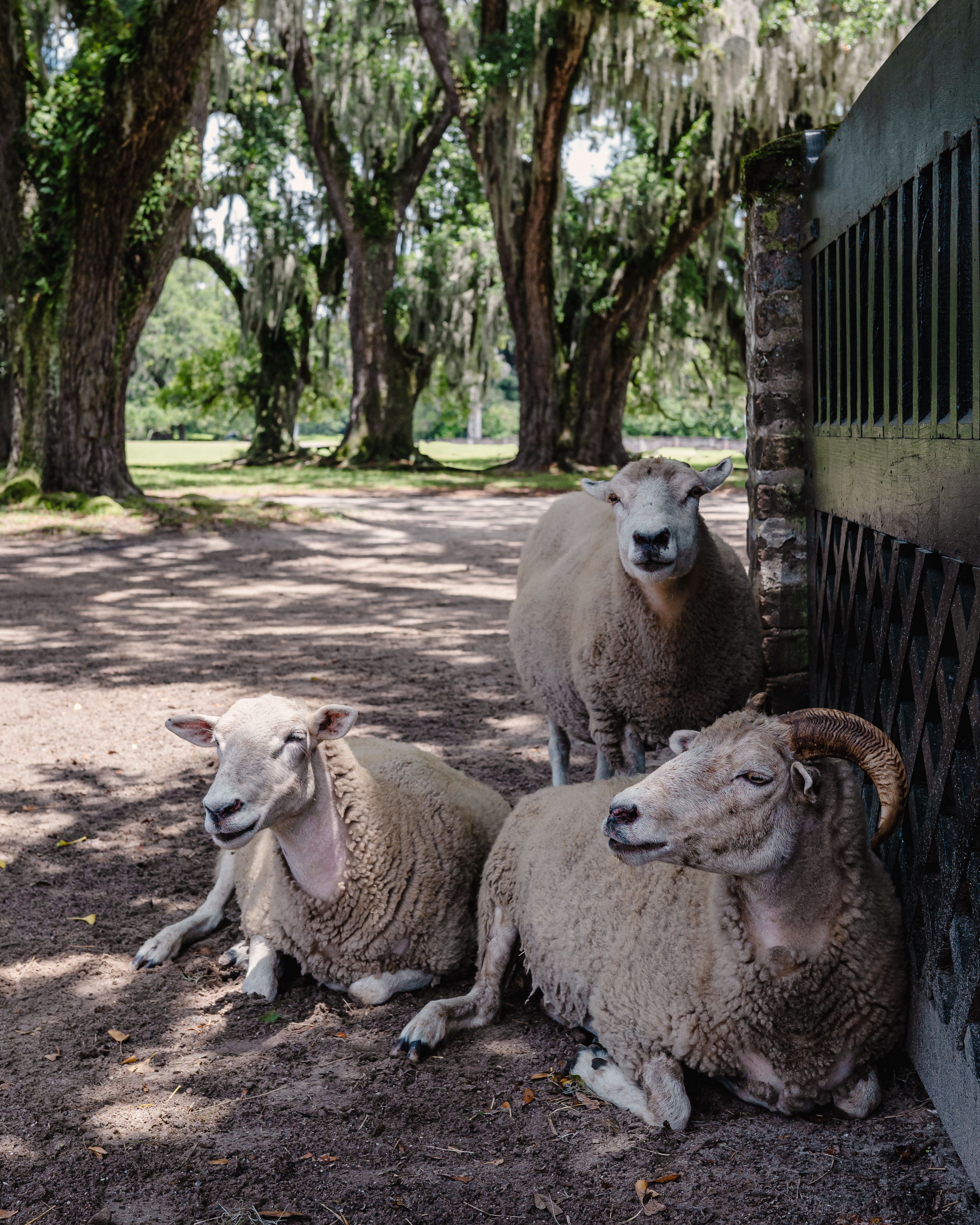 Three sheep laying down in the shade of a tree · Free Stock Photo
