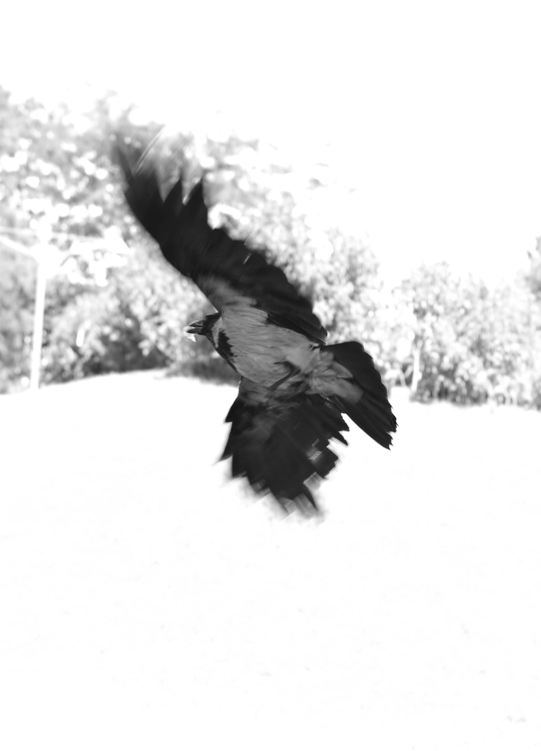 Flying Yellow Bird · Free Stock Photo