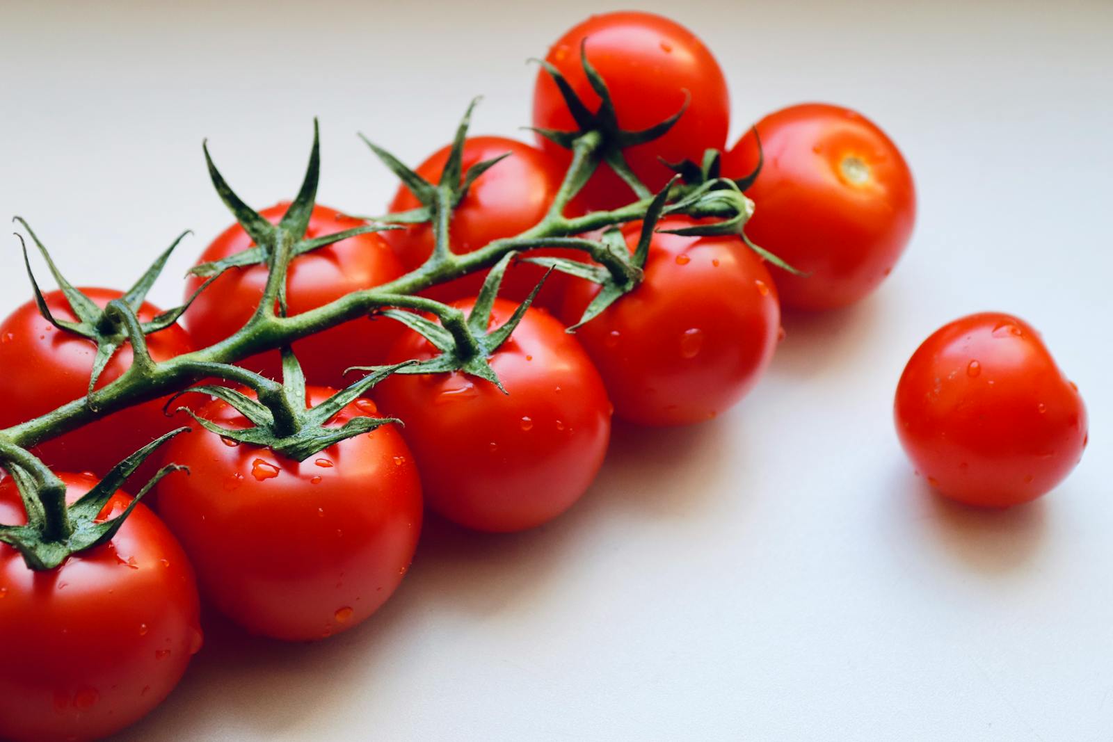 Tomato Plant Photos, Download The BEST Free Tomato Plant Stock Photos ...