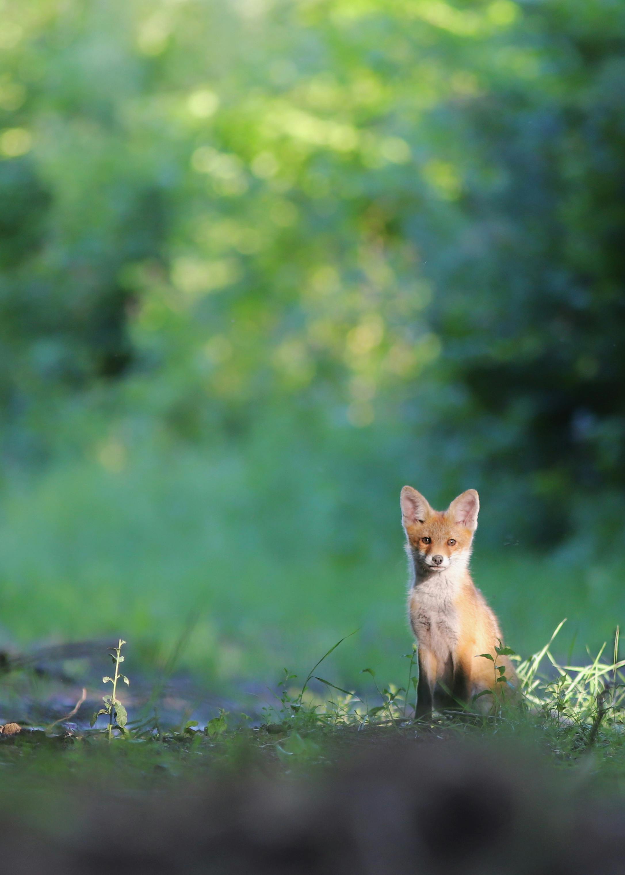 Fox Pup in Forest · Free Stock Photo