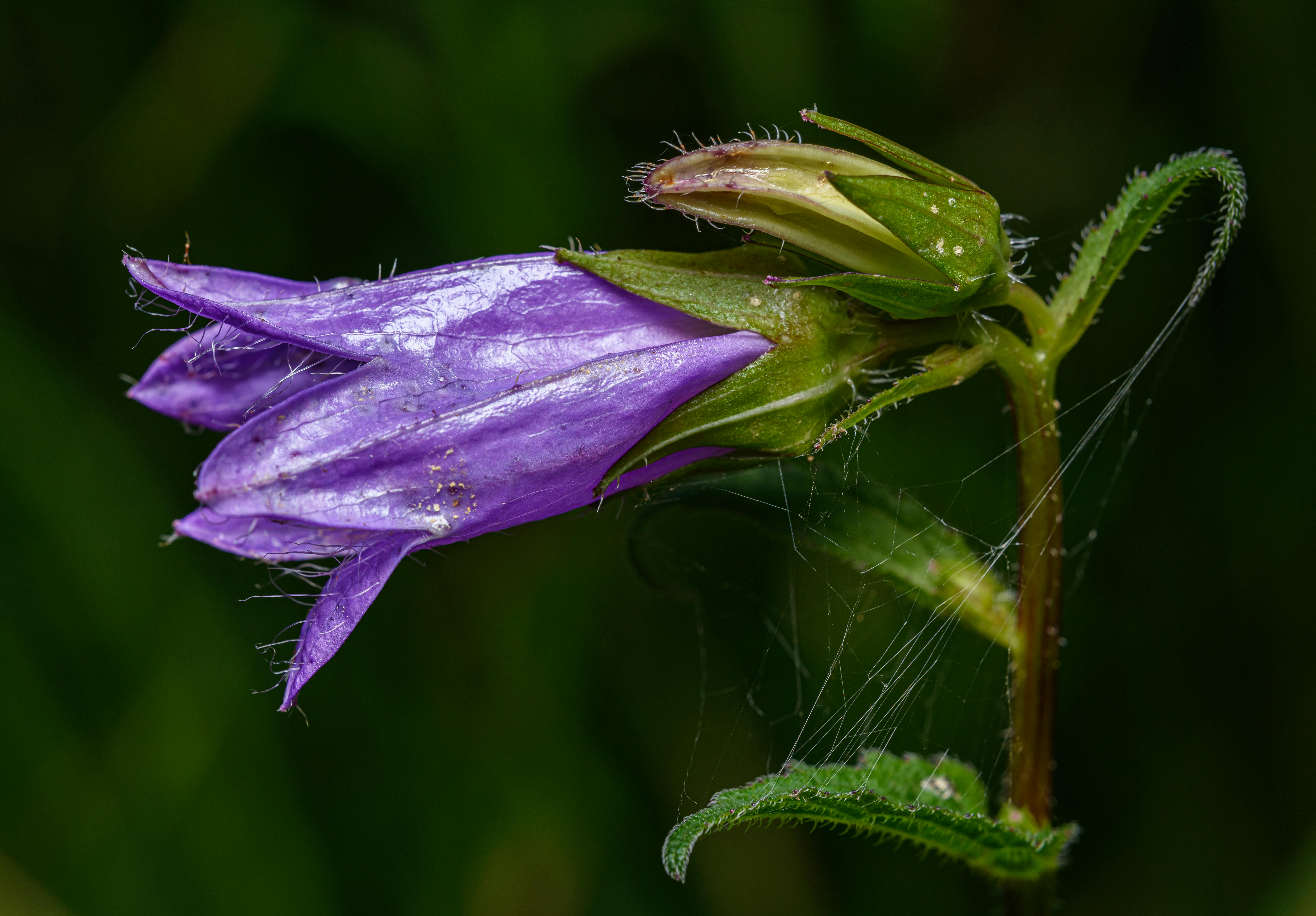 Purple Giant Bellflower · Free Stock Photo