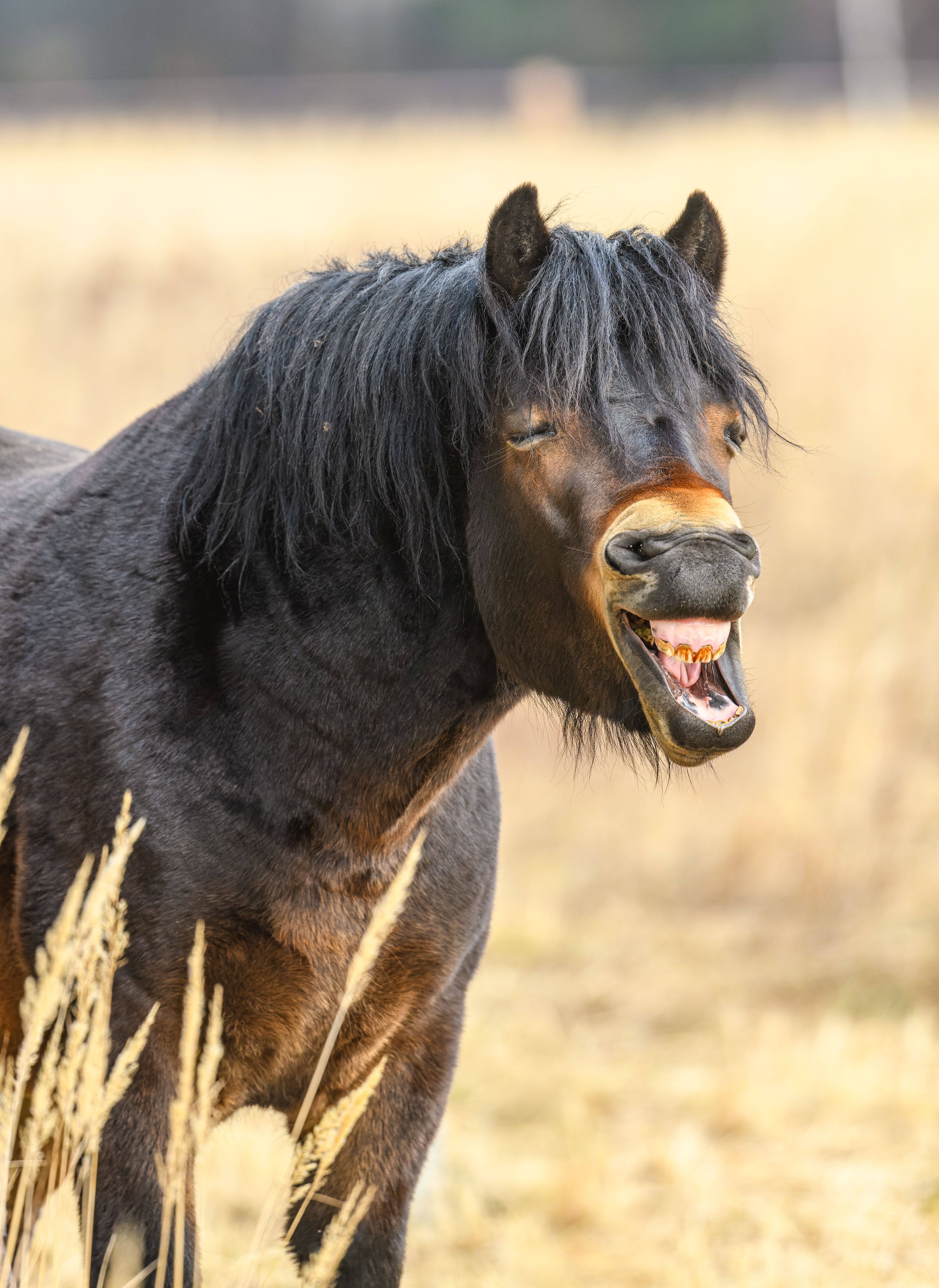Animated Farm Photos, Download The BEST Free Animated Farm Stock Photos ...