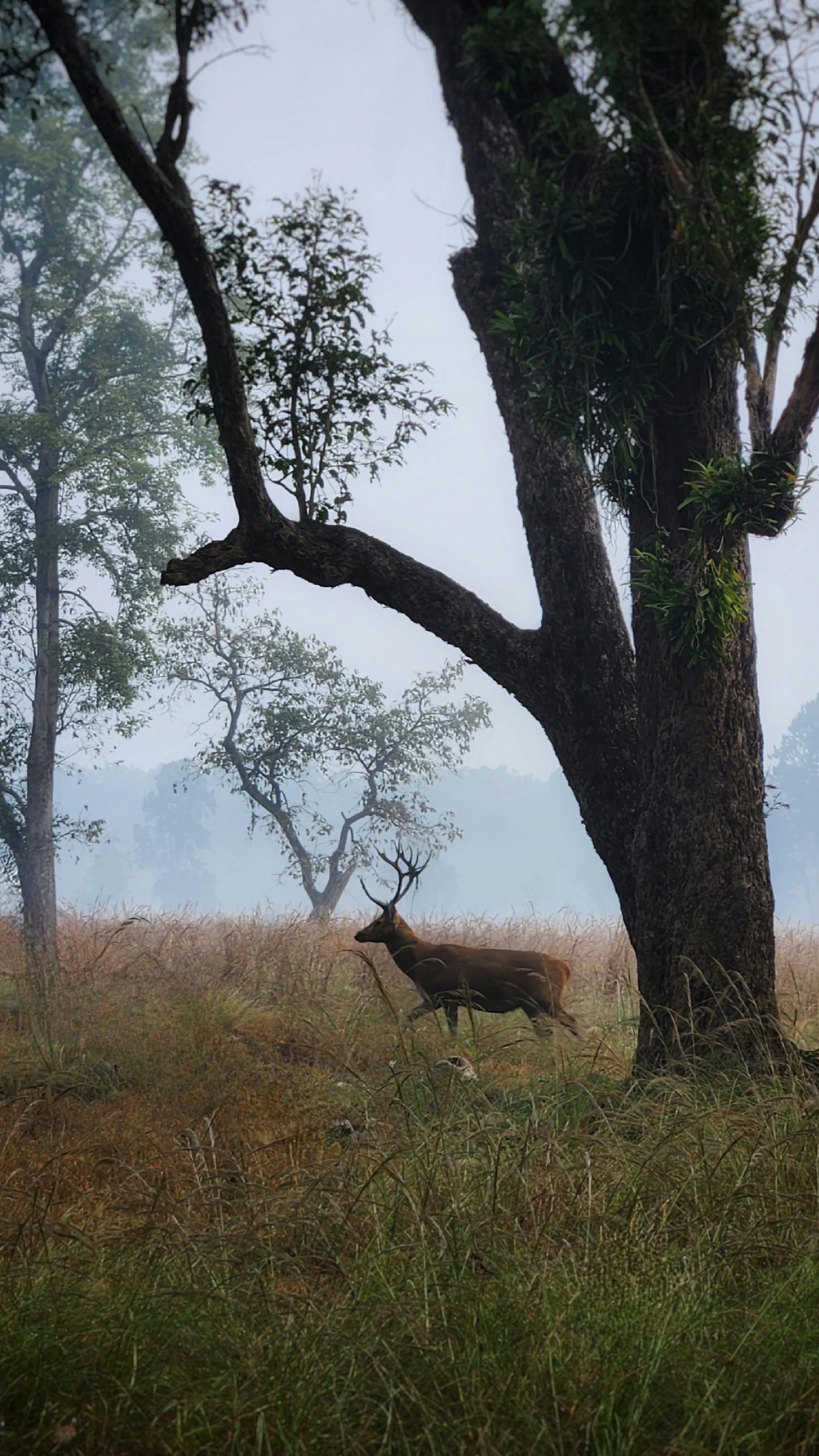 Buck behind Tree at Field · Free Stock Photo