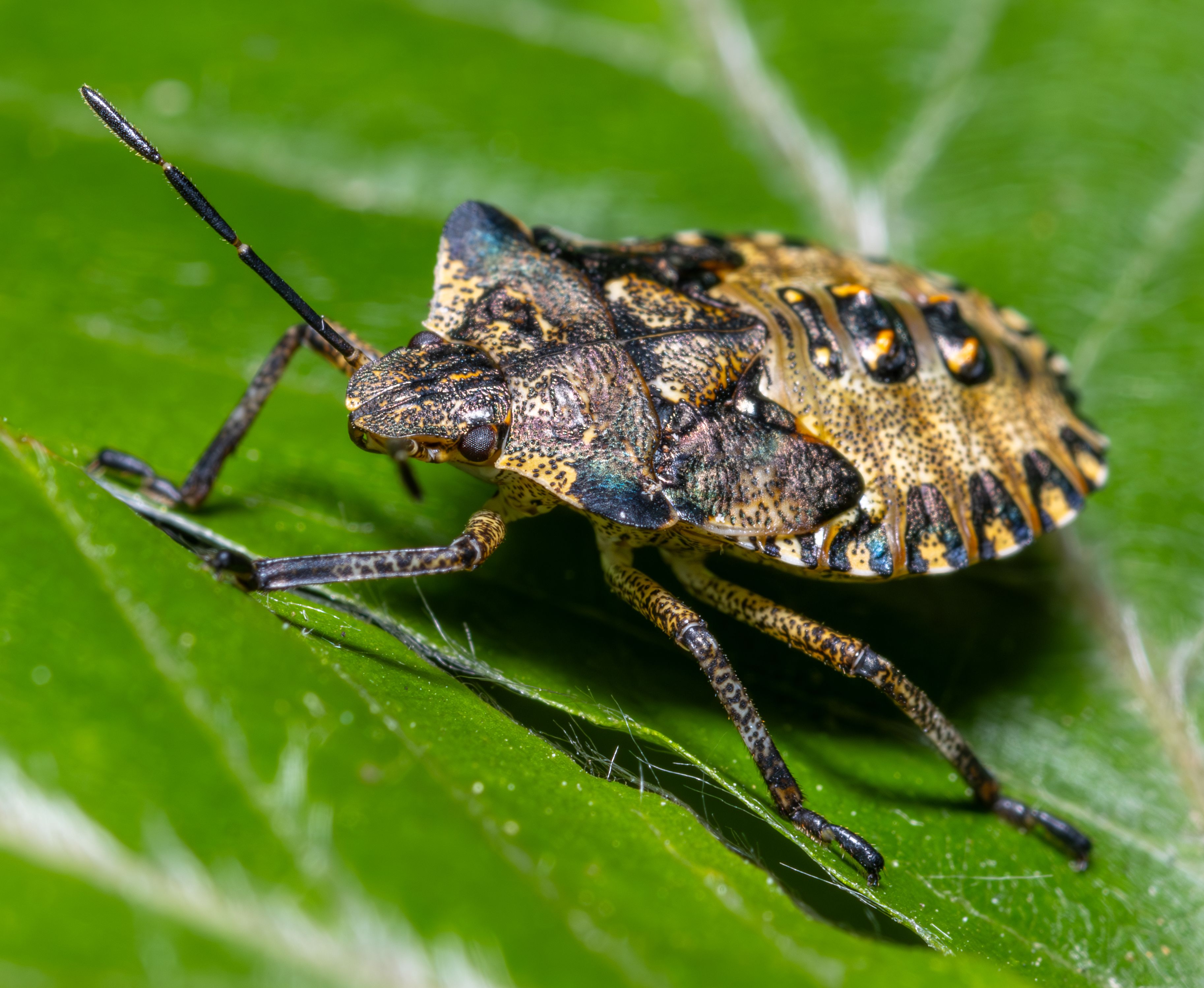 Asopinea Bug on Leaf · Free Stock Photo