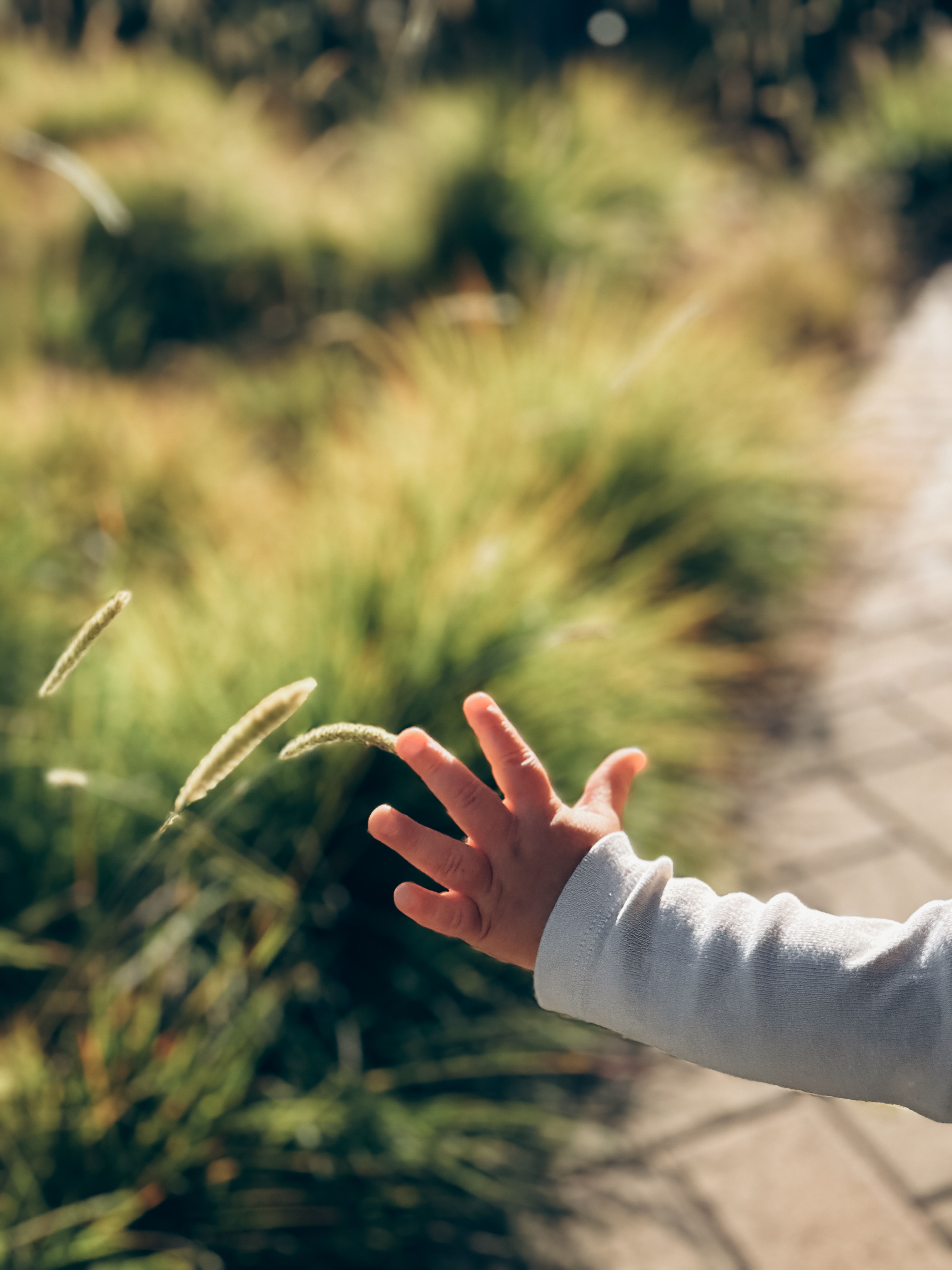Child Hand Touching Plants · Free Stock Photo
