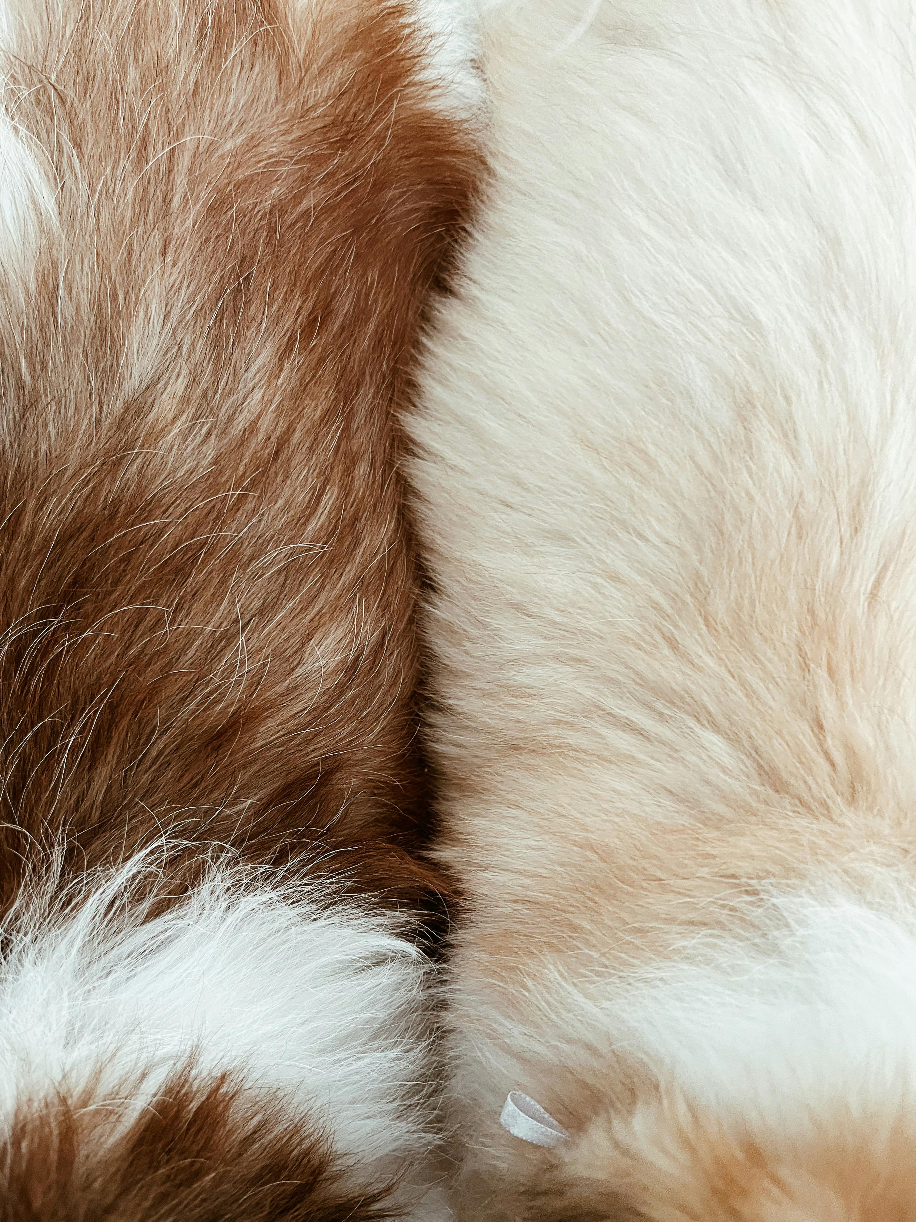 Fur Textures Photos, Download The BEST Free Fur Textures Stock Photos ...