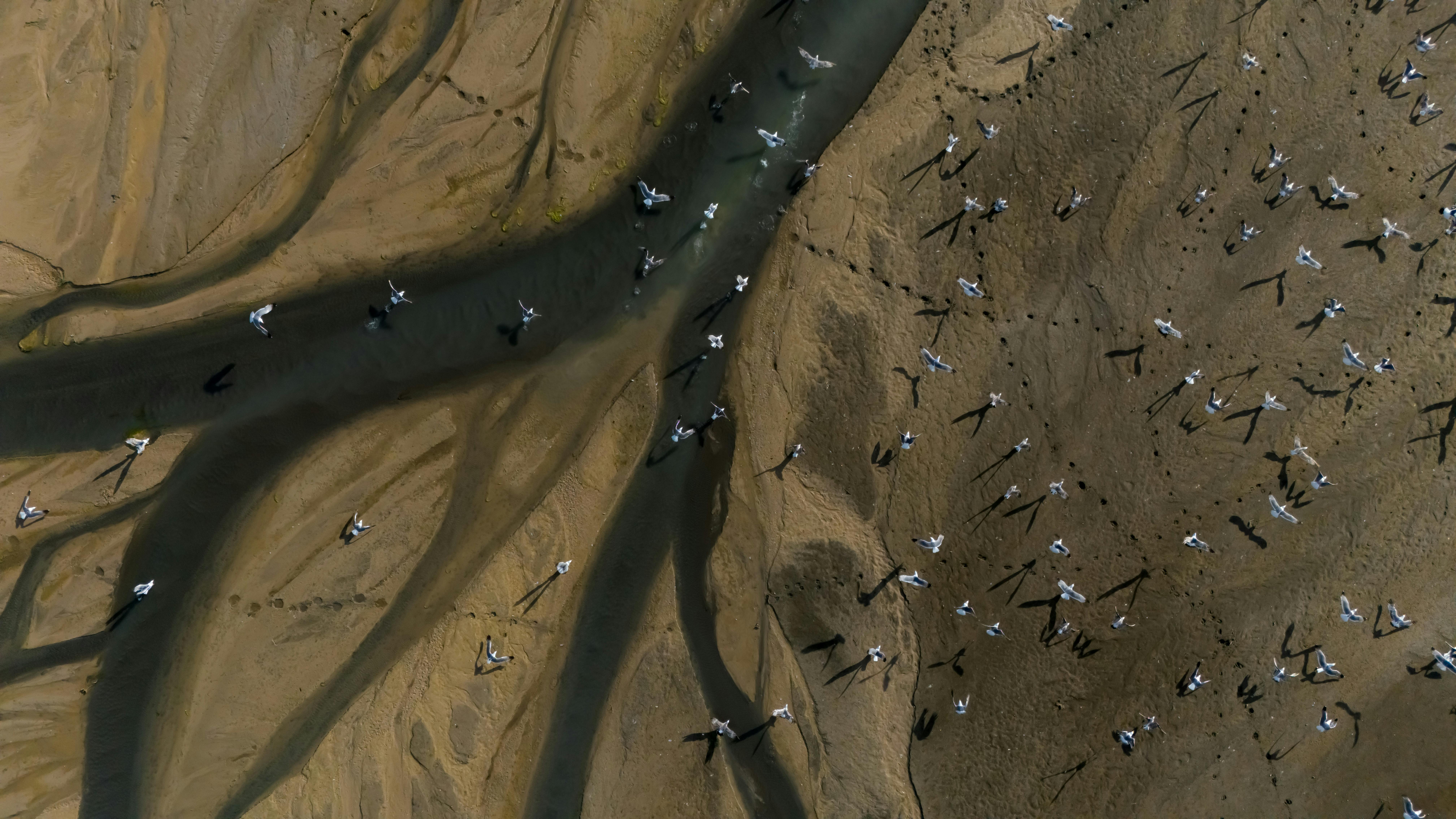 Anka Birds Photos, Download The BEST Free Anka Birds Stock Photos & HD ...