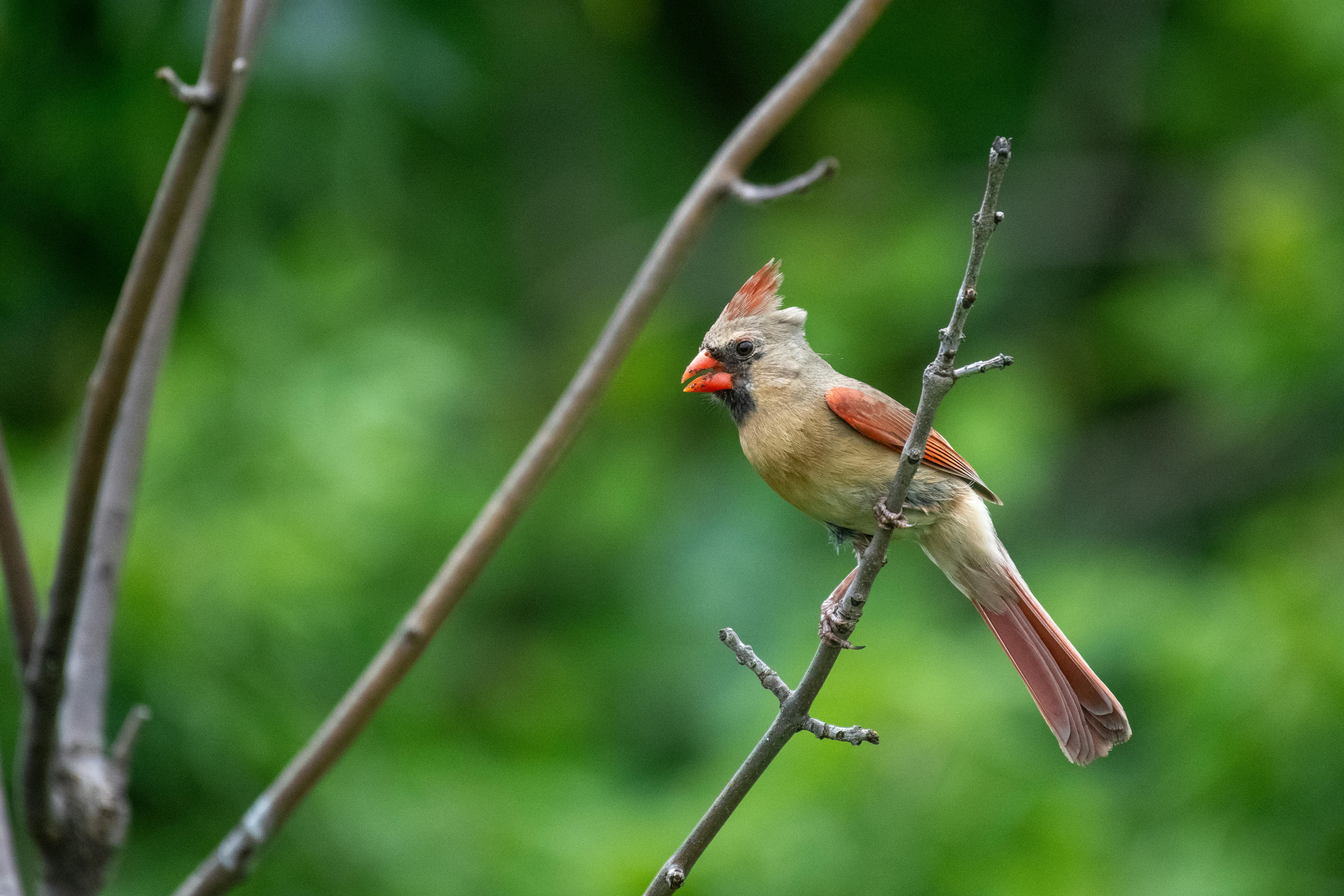 Cardinal Perching on Tree · Free Stock Photo