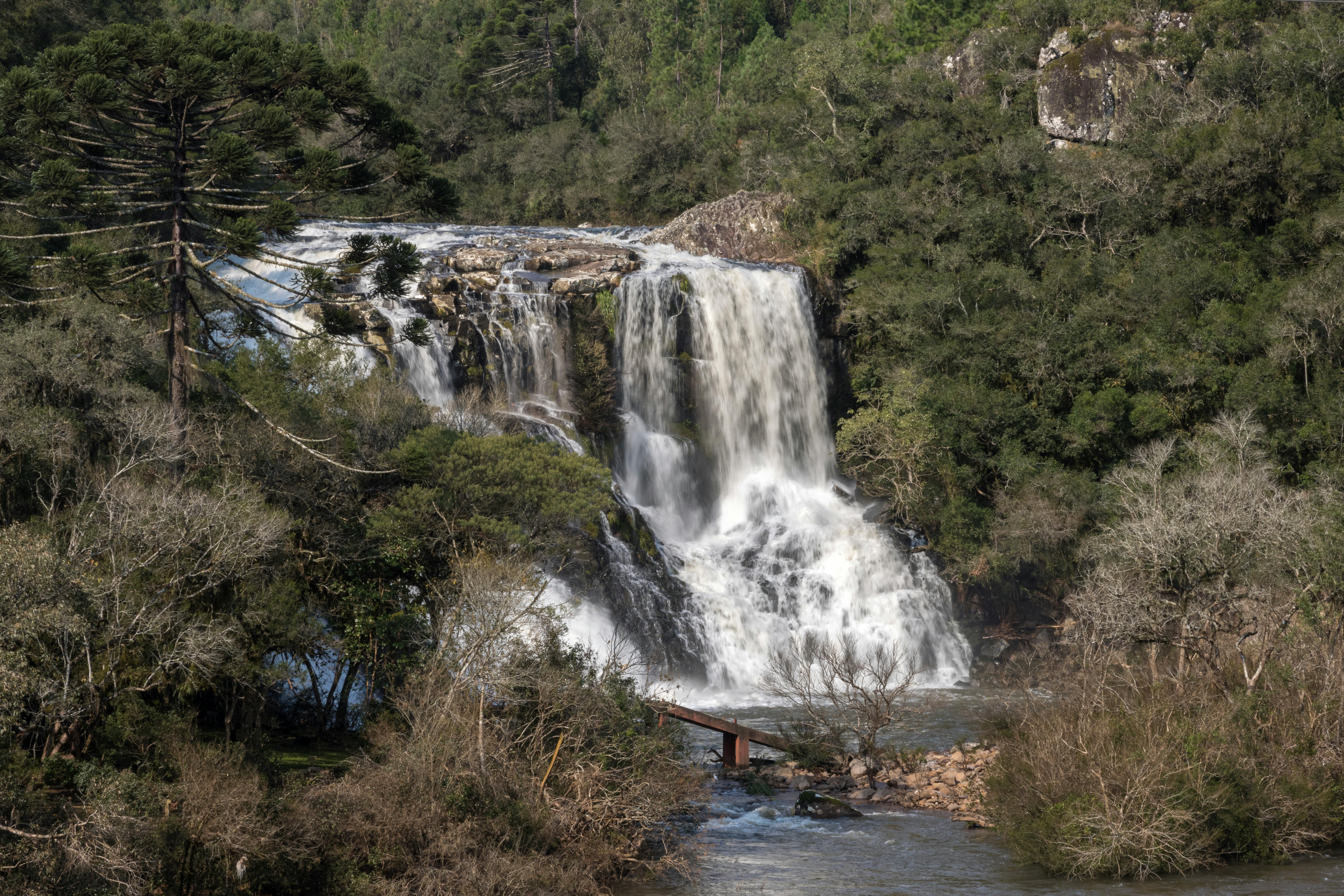 Small Waterfall among Dense Trees and Plants · Free Stock Photo