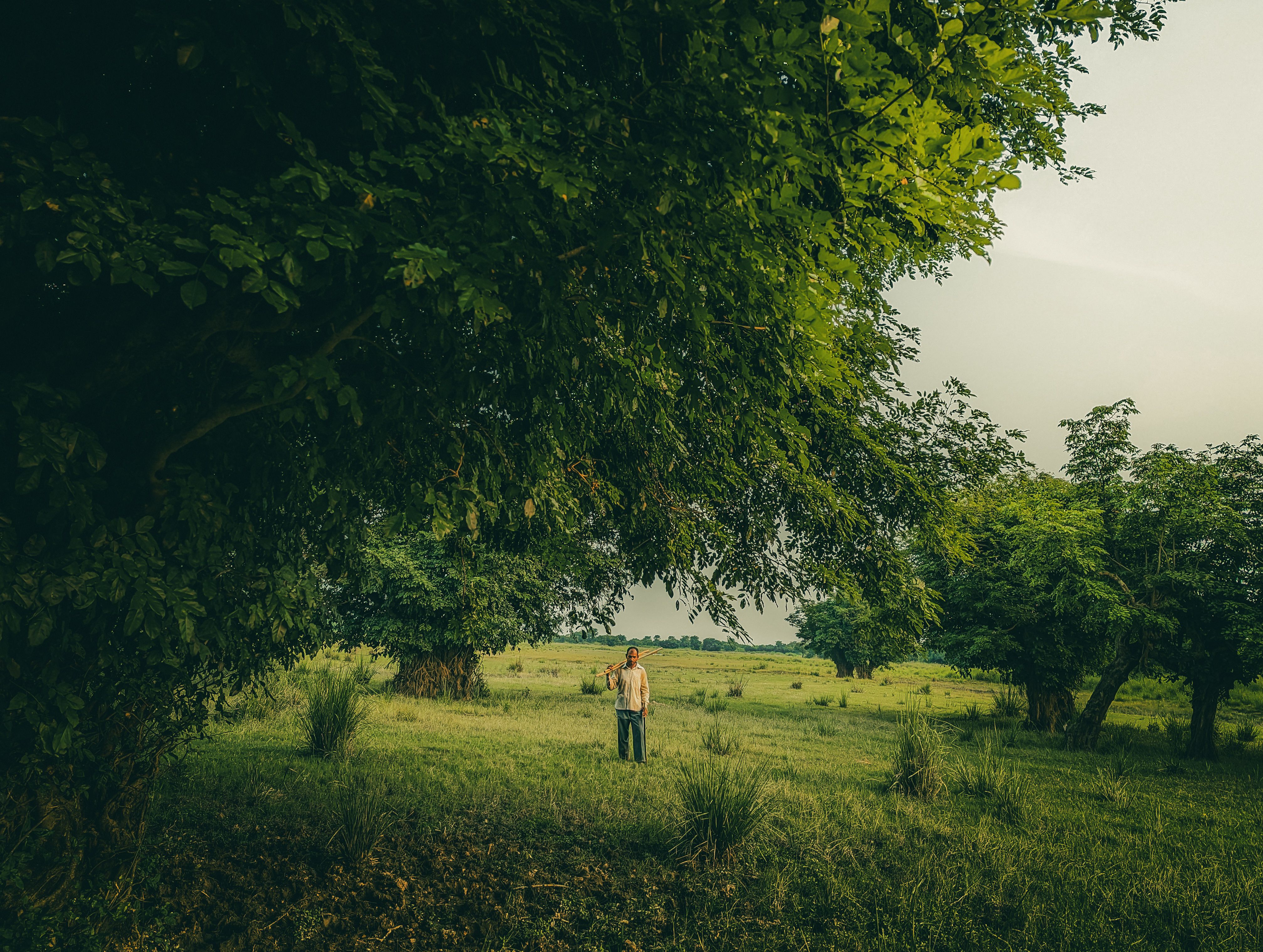 Man Standing Under a Large Tree in the Field · Free Stock Photo