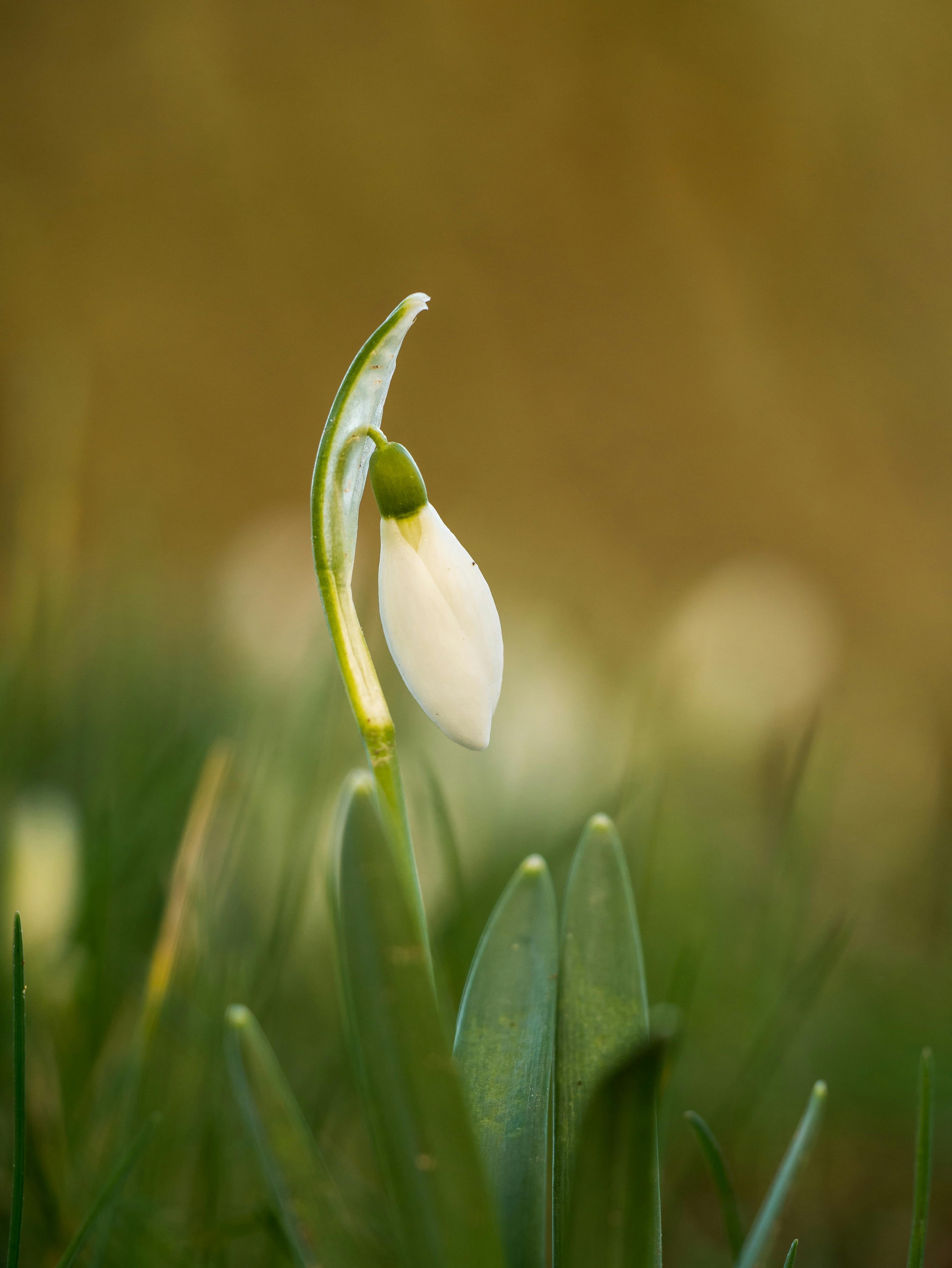 White Snowdrop Flower · Free Stock Photo