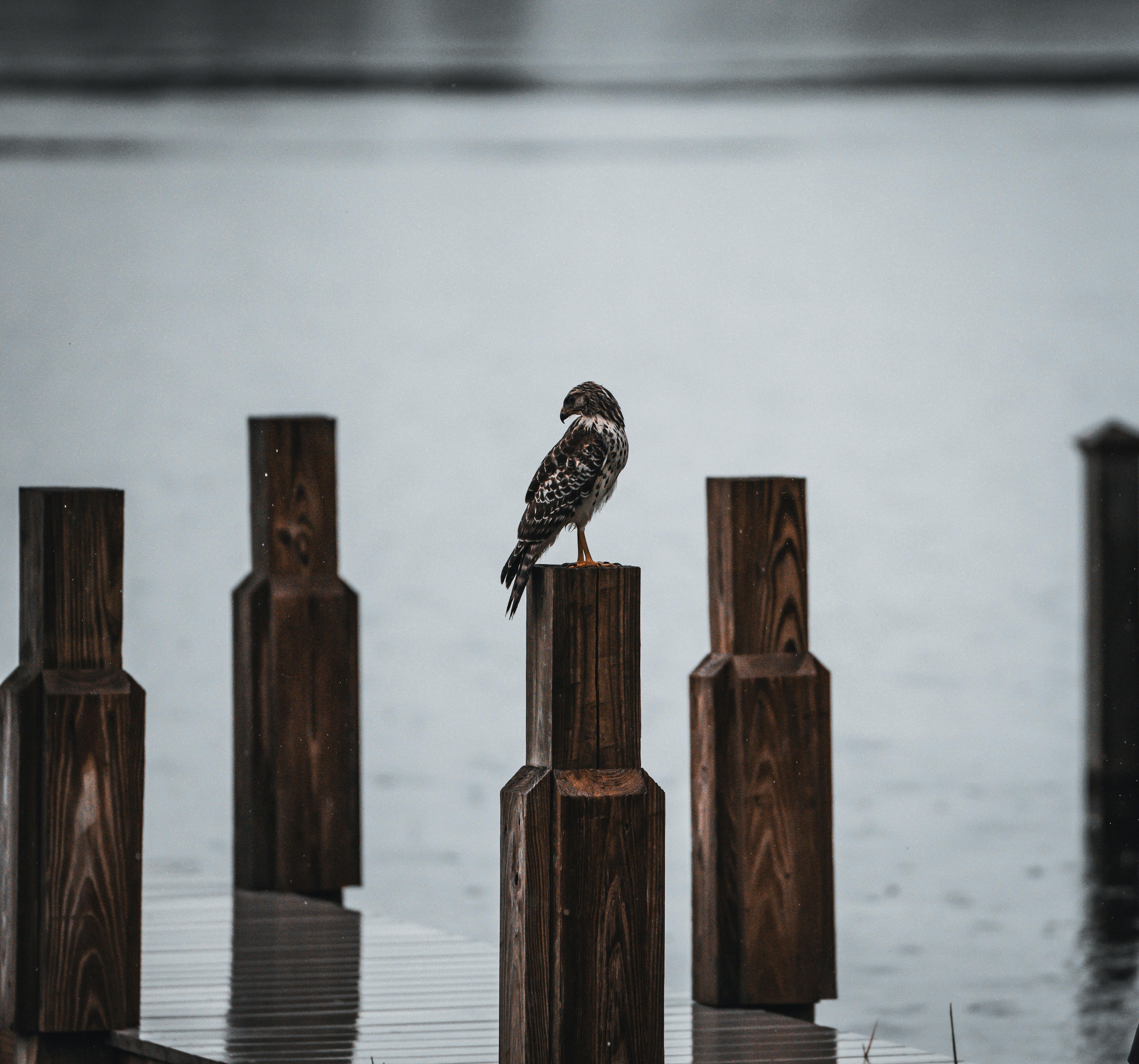 Selective Focus of Hawk on Lake · Free Stock Photo