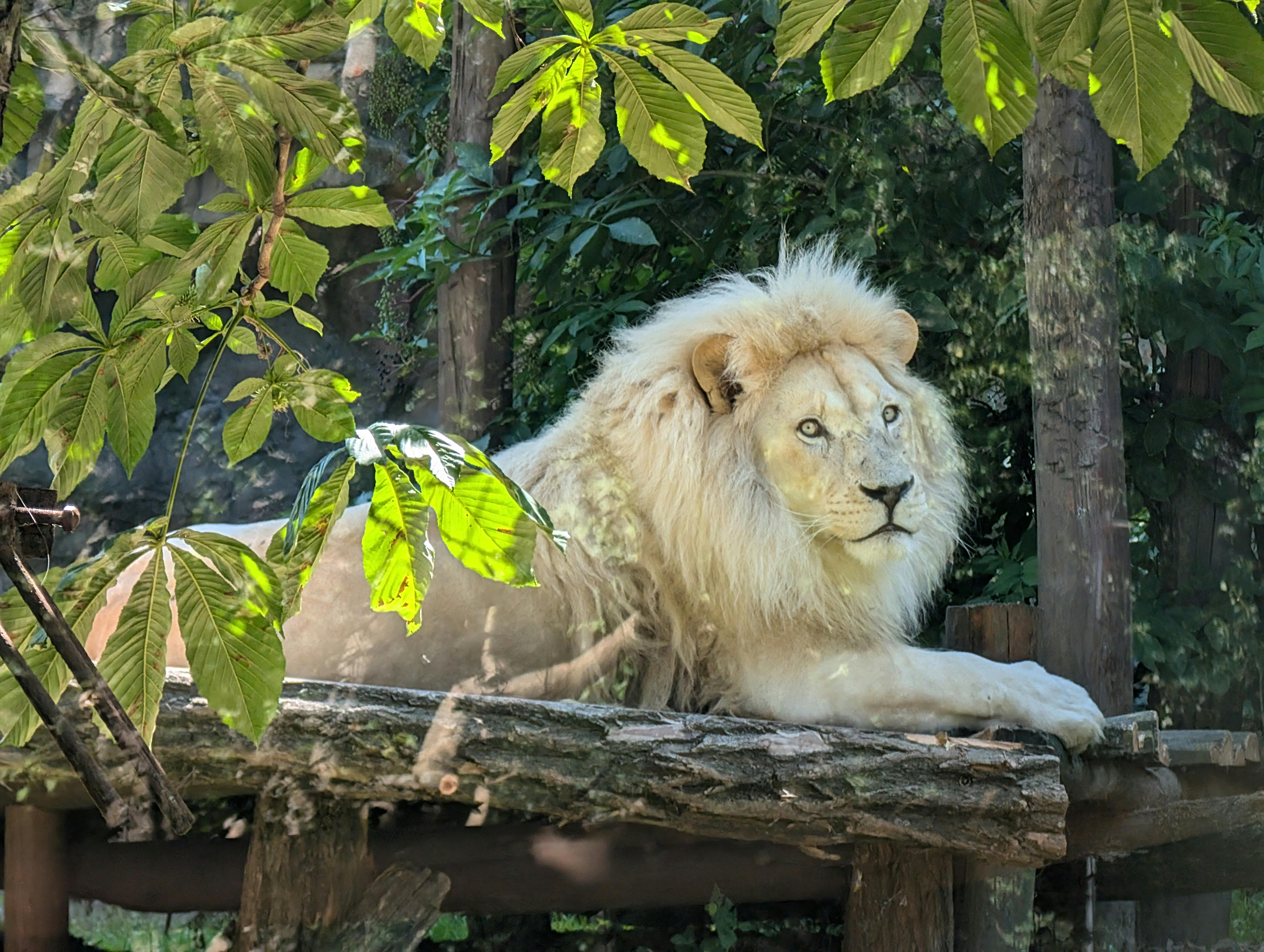 Foto de stock gratuita sobre al aire libre, animal en reposo, animal ...