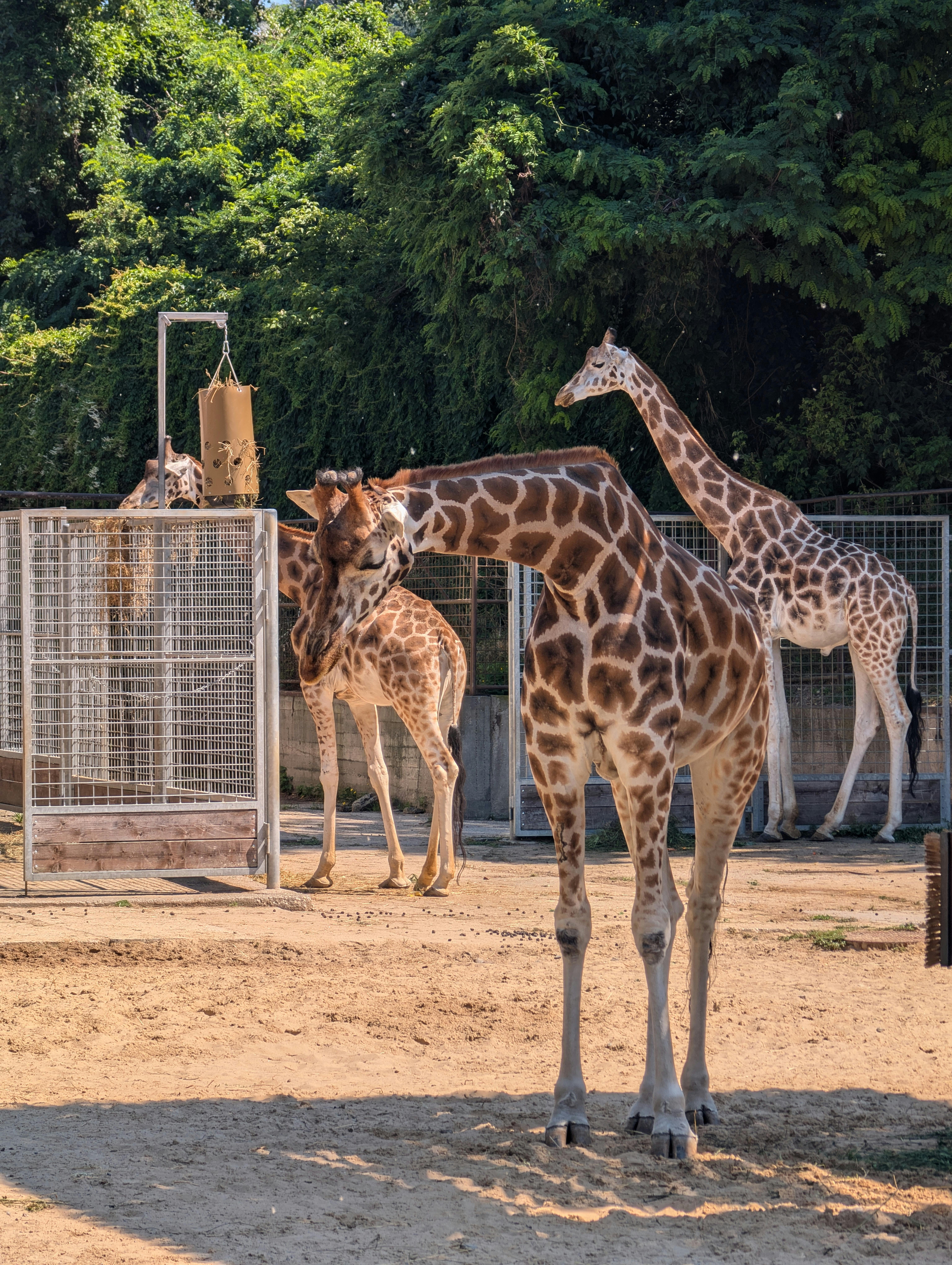 Giraffes in an Enclosure · Free Stock Photo