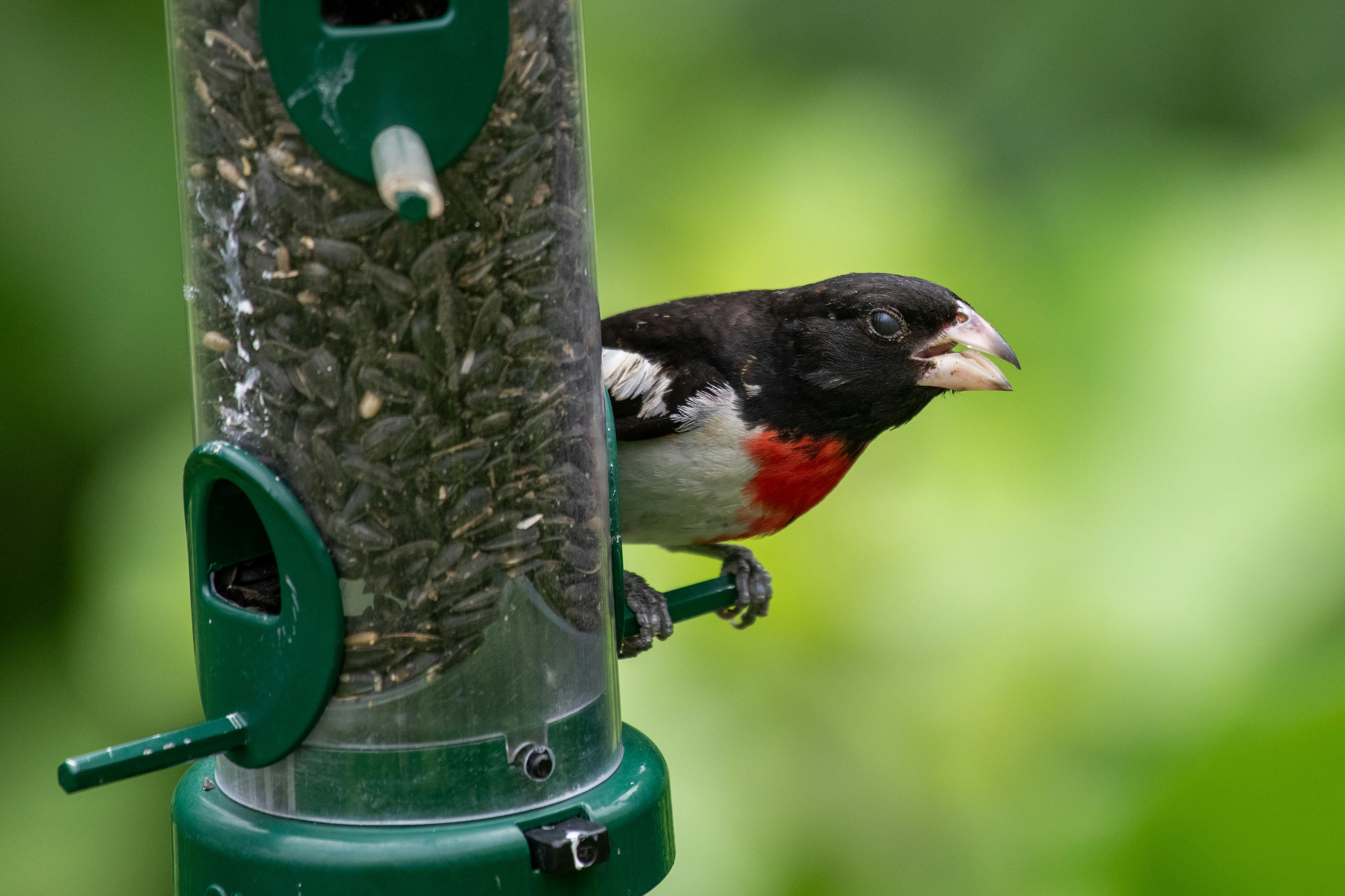 Oregon Coast Bird Identification Guide for Beginners