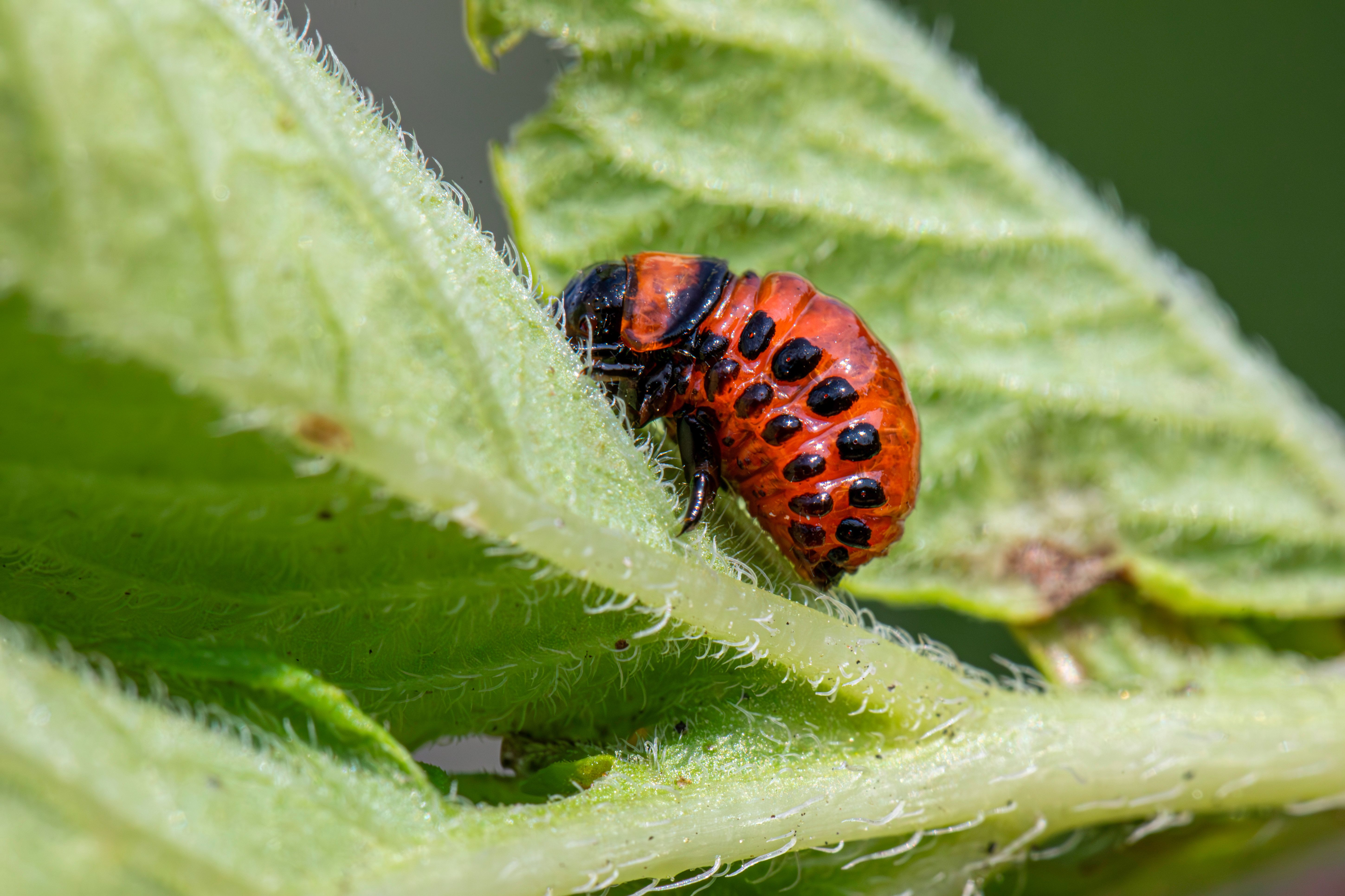Insect Eating Crop Photos, Download The BEST Free Insect Eating Crop ...