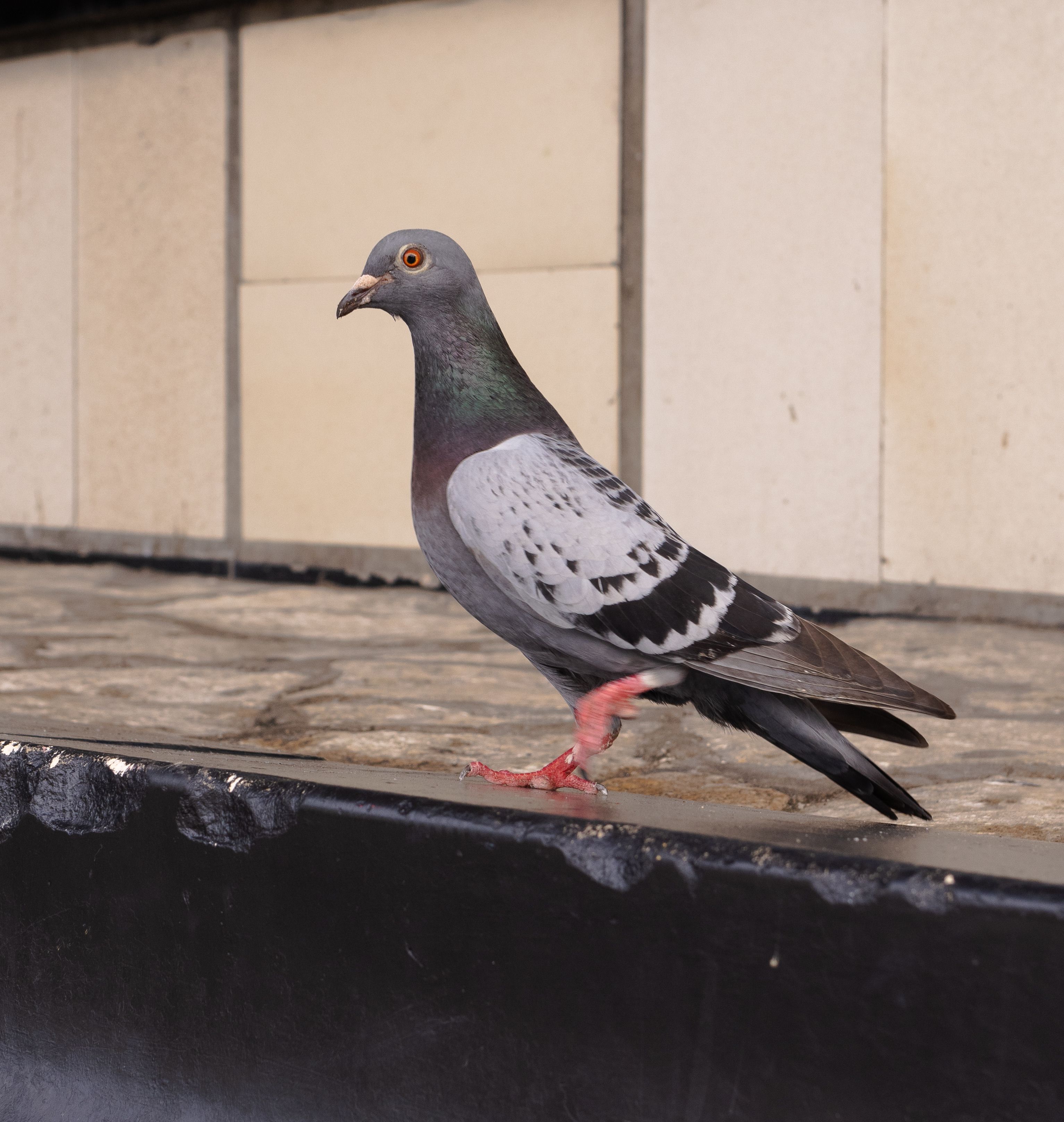 Magpie Pigeon Photos, Download The BEST Free Magpie Pigeon Stock Photos ...