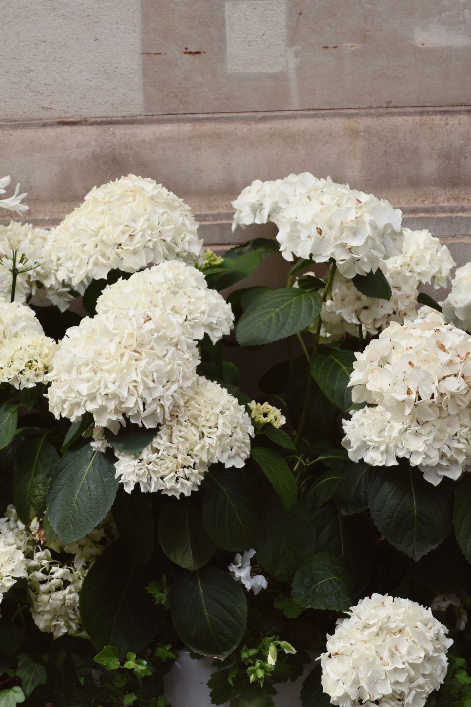 White Hydrangea Garden Photos, Download The BEST Free White Hydrangea ...