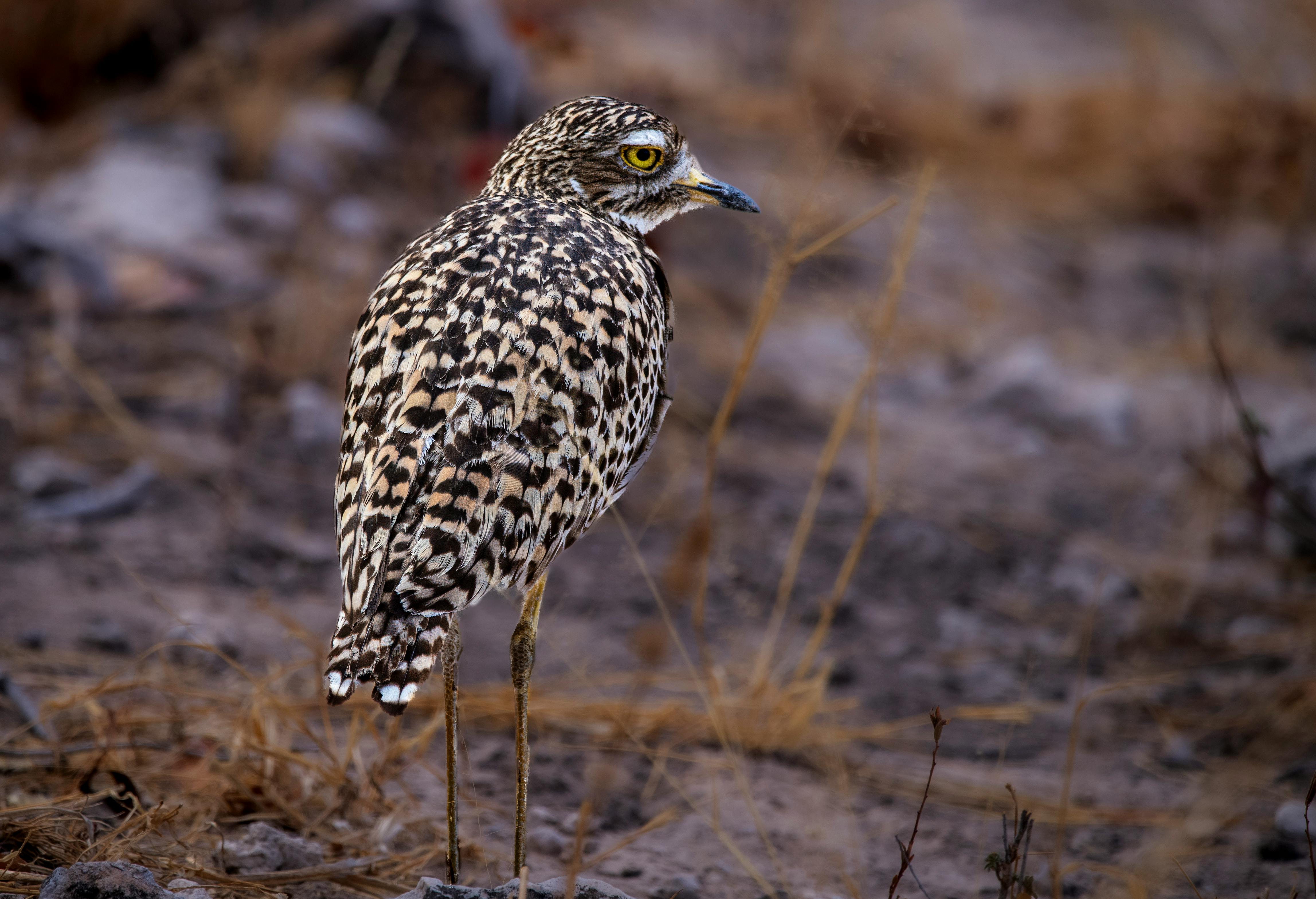 Close-up of a Spotted Bird · Free Stock Photo