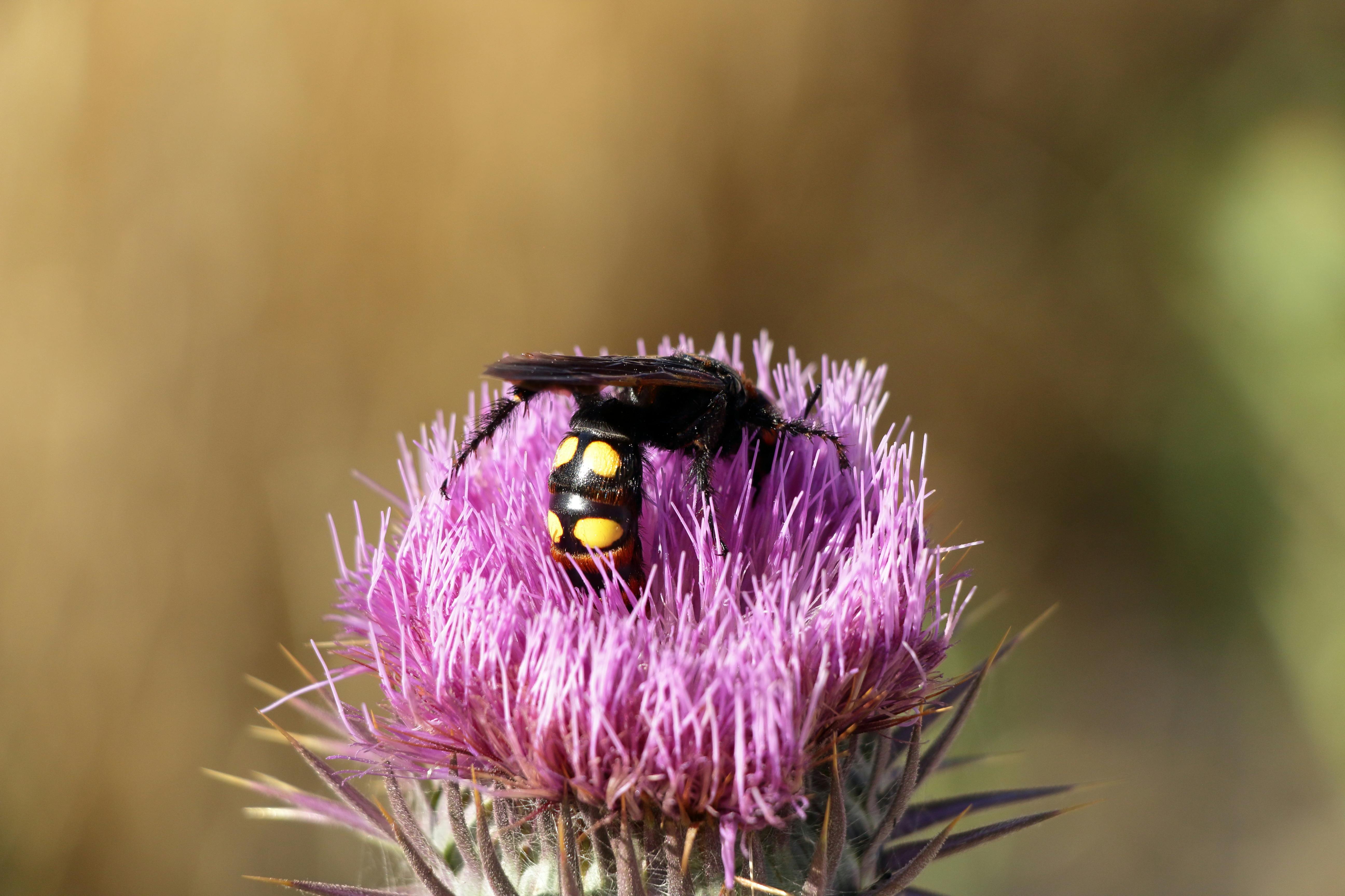 Mammoth Wasp Photos, Download The BEST Free Mammoth Wasp Stock Photos ...