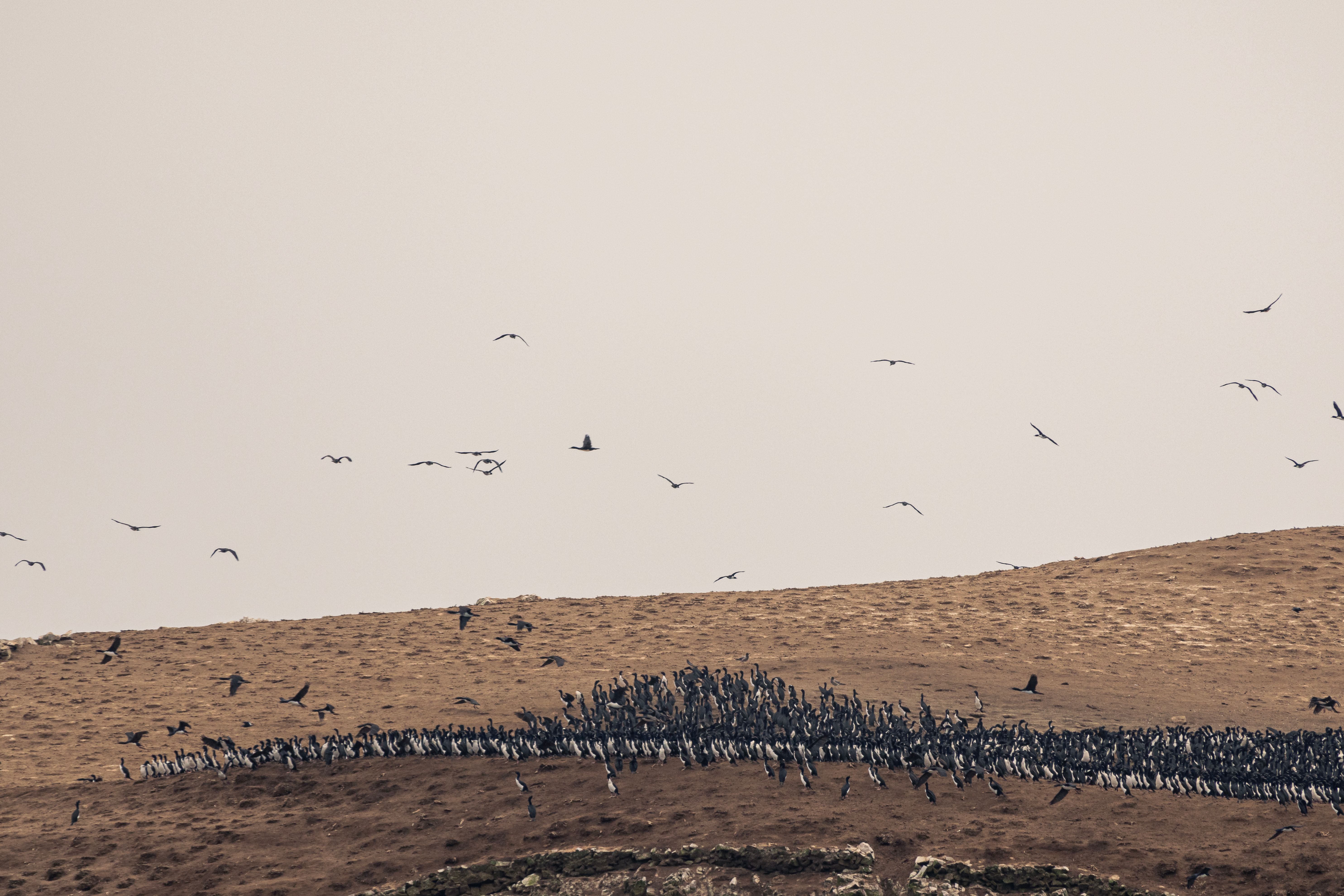 Sand Island with Large Flock of Peruvian Booby Birds · Free Stock Photo