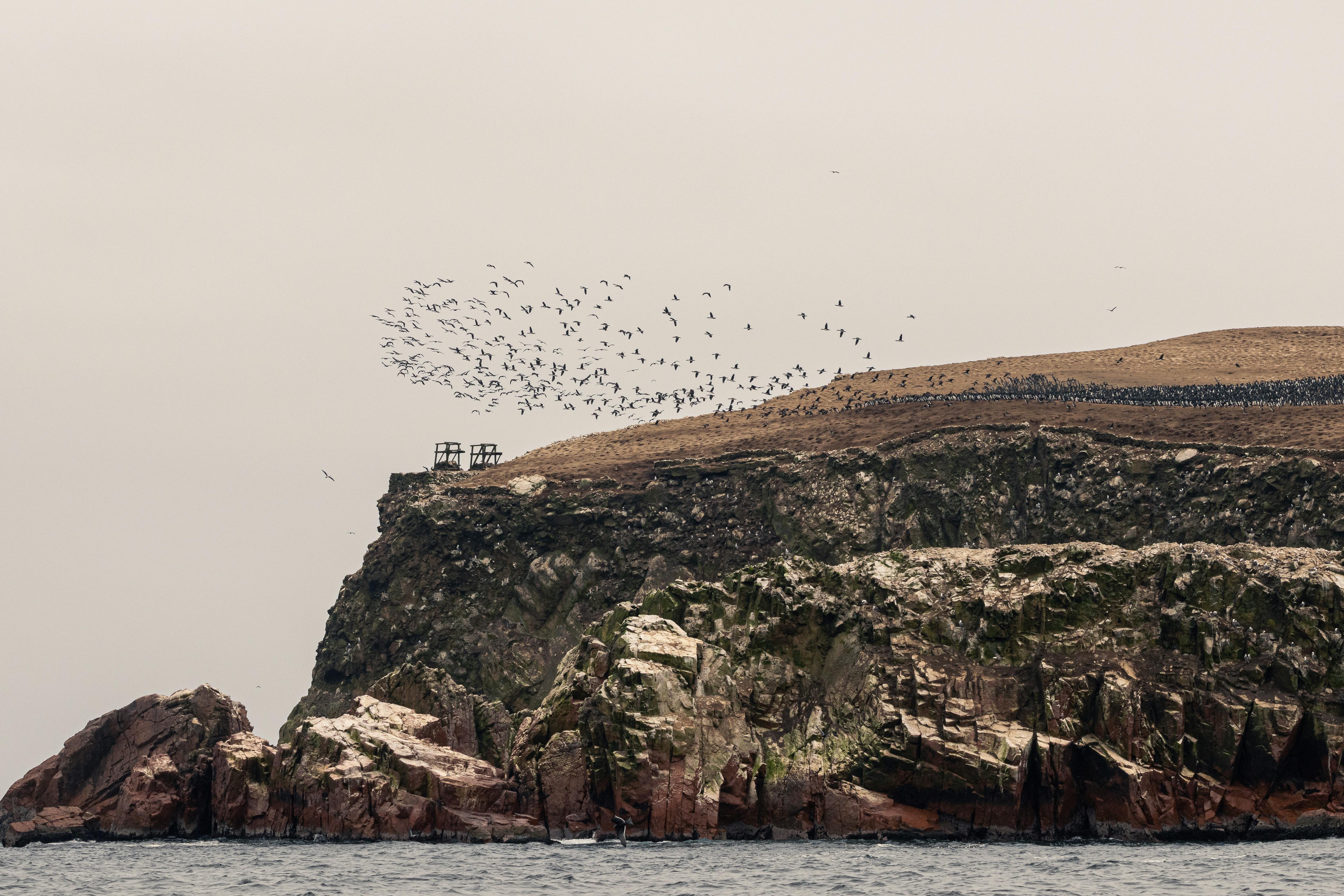 Flock of Birds Flying over a Cliff · Free Stock Photo