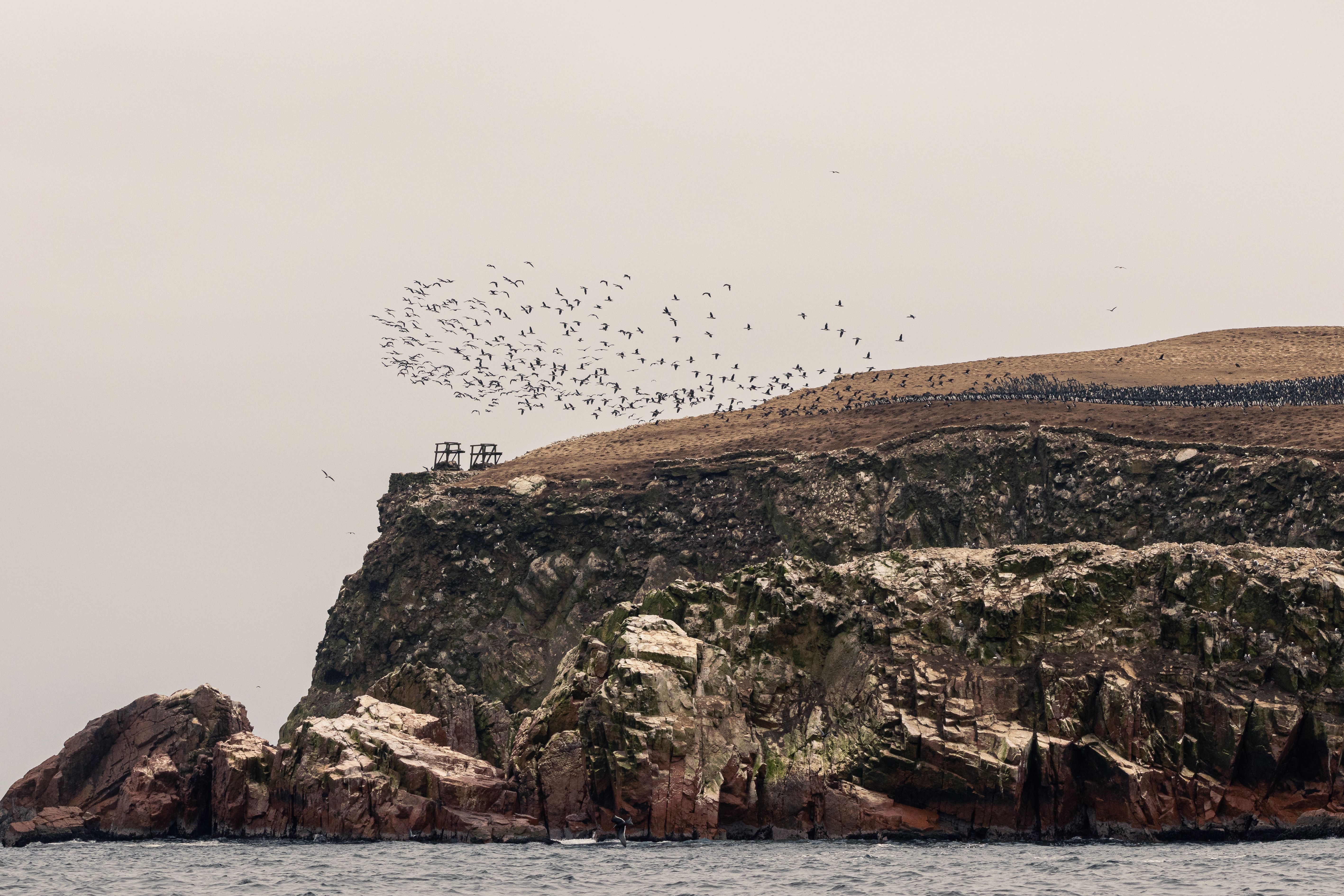 Flock of Birds Flying over a Cliff · Free Stock Photo