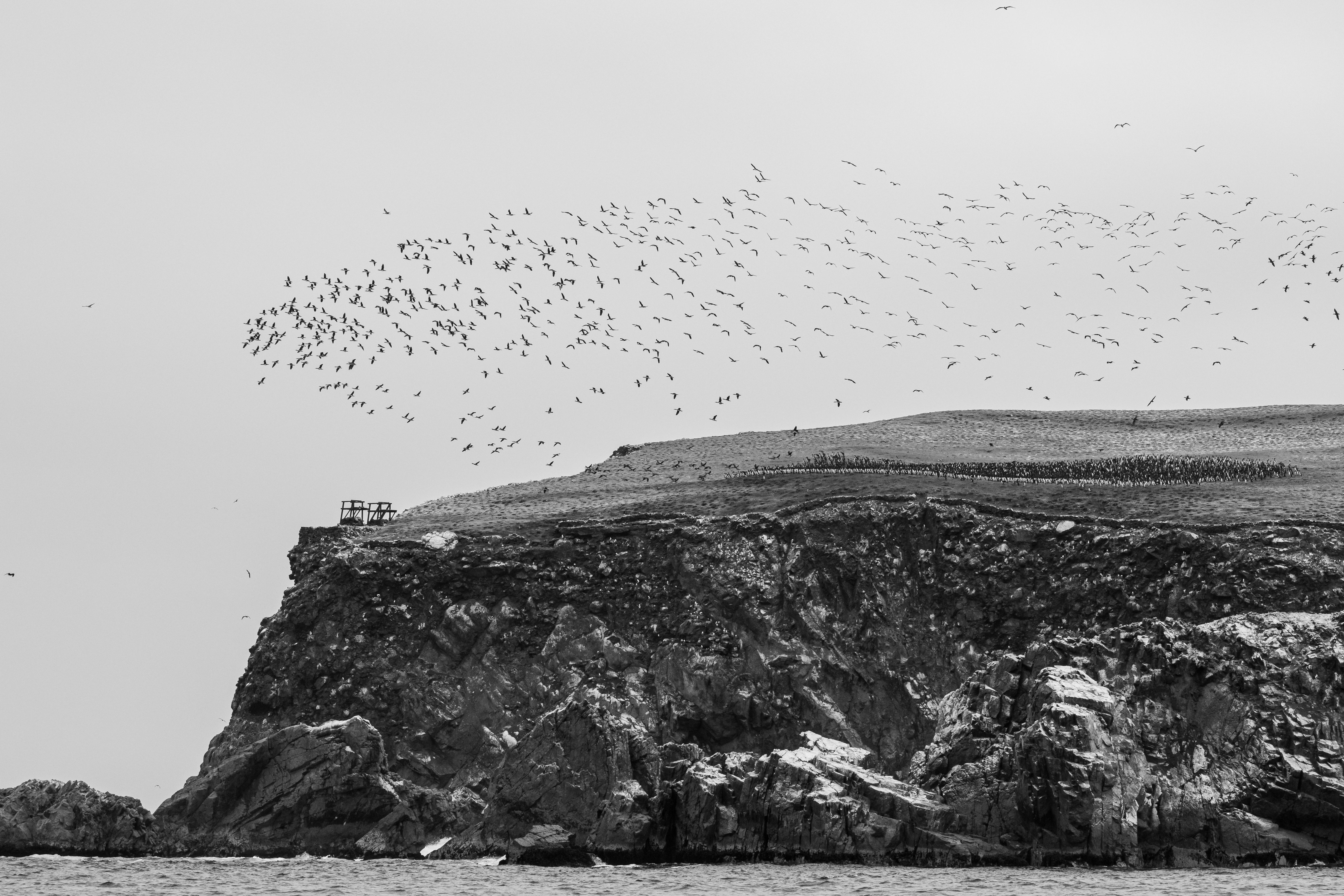 Black and White Shot of a Flock of Birds Flying over the Sea and a ...