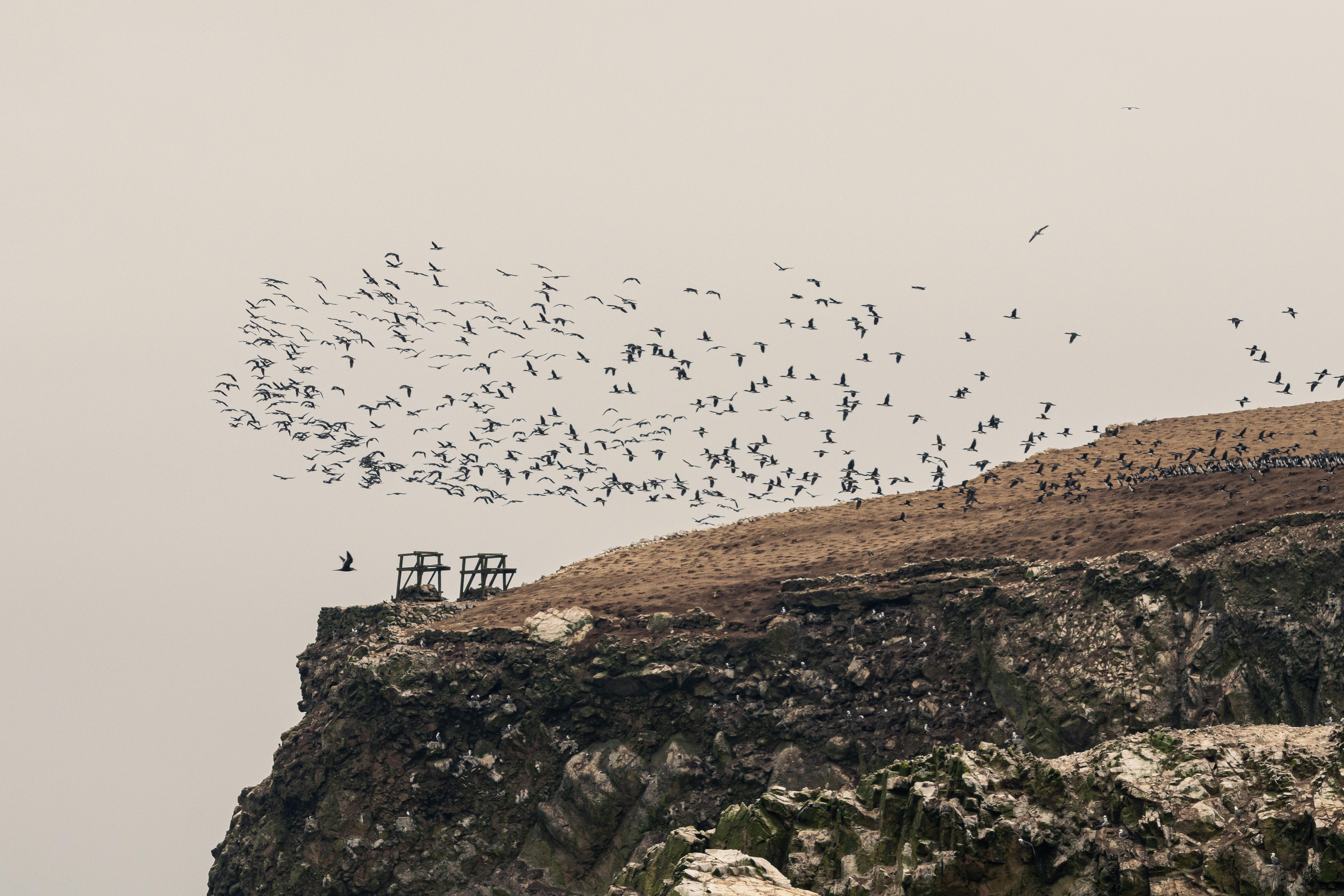 A flock of birds flying over a cliff · Free Stock Photo