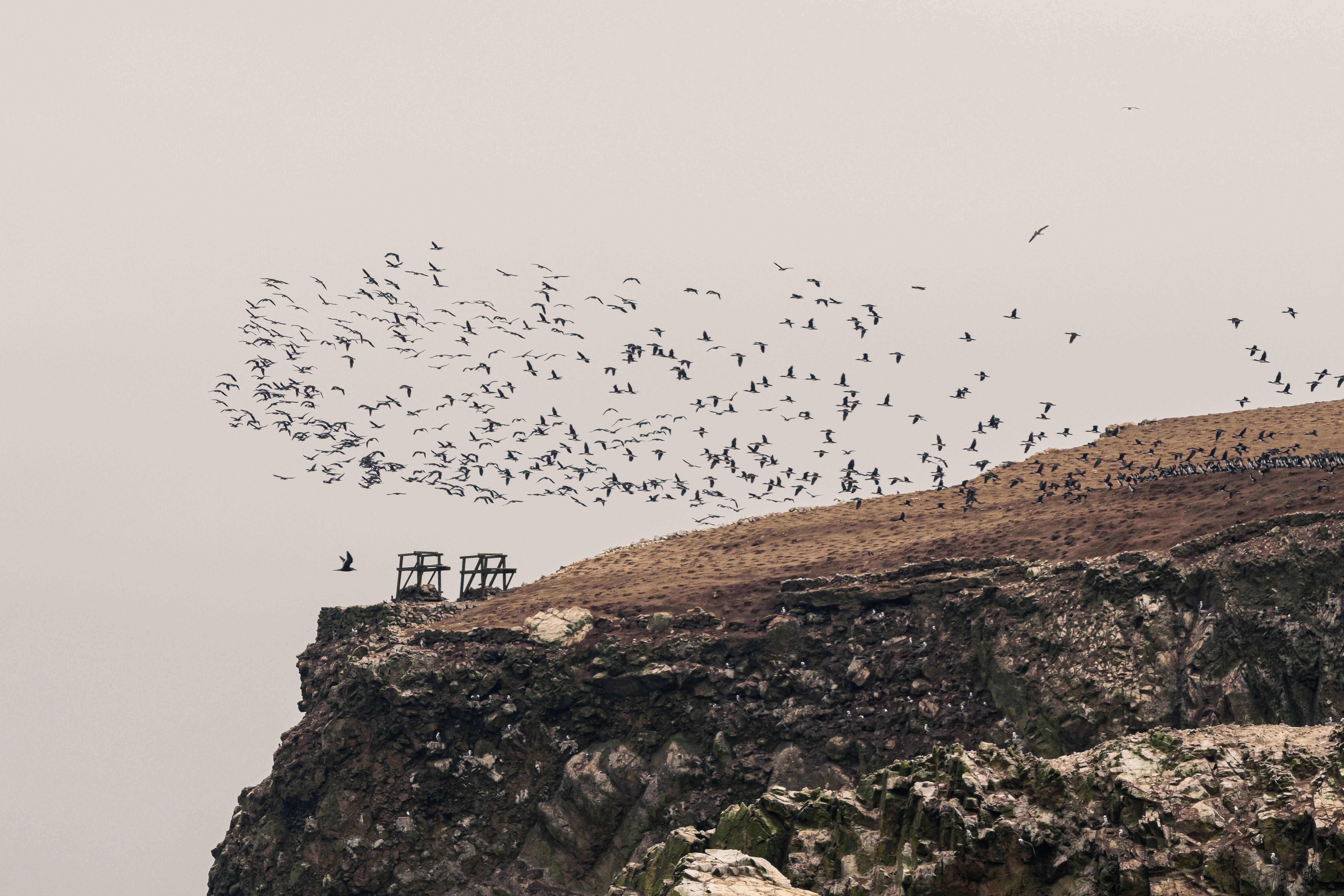 A flock of birds flying over a cliff · Free Stock Photo
