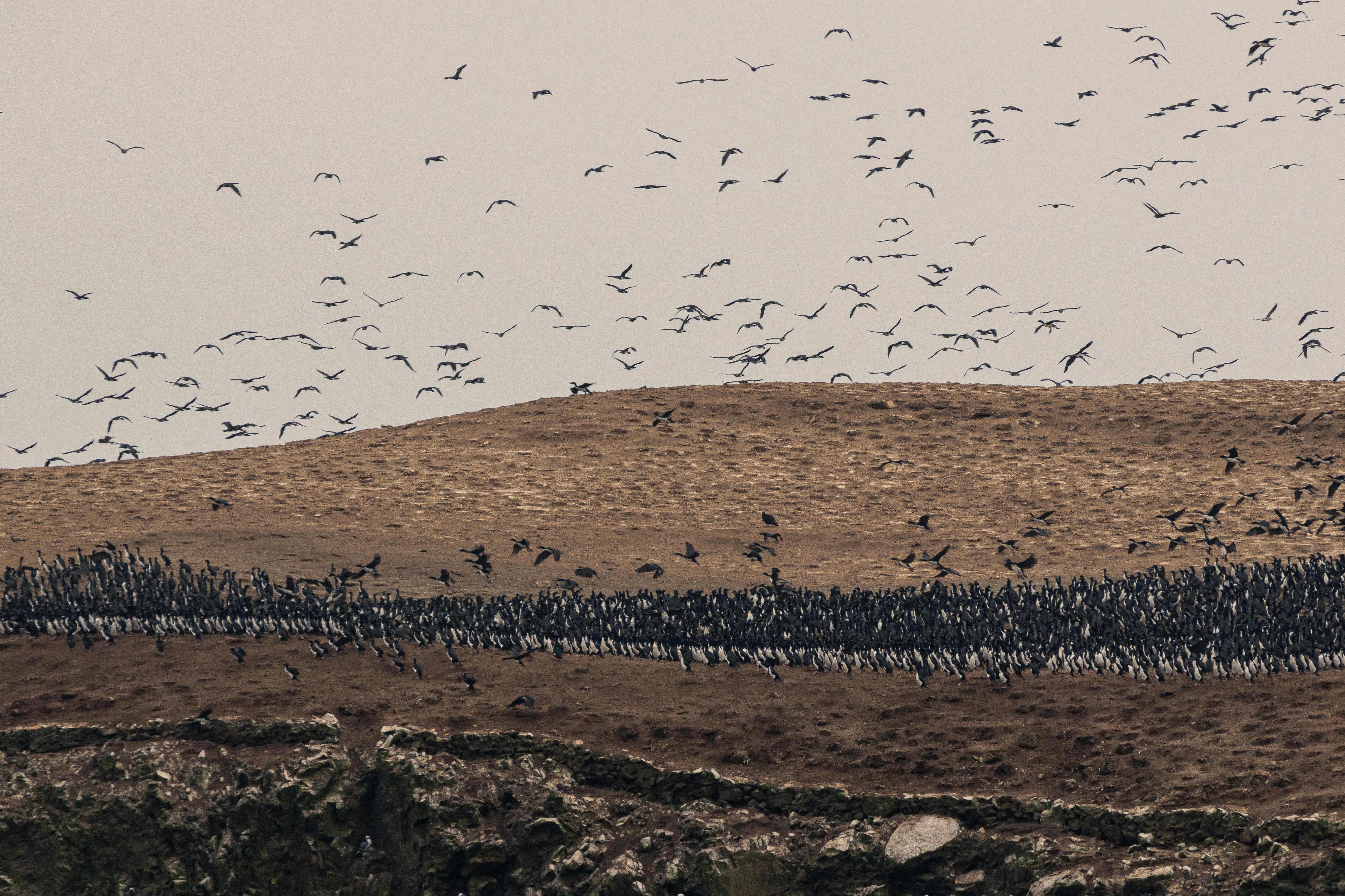A flock of birds flying in the sky · Free Stock Photo