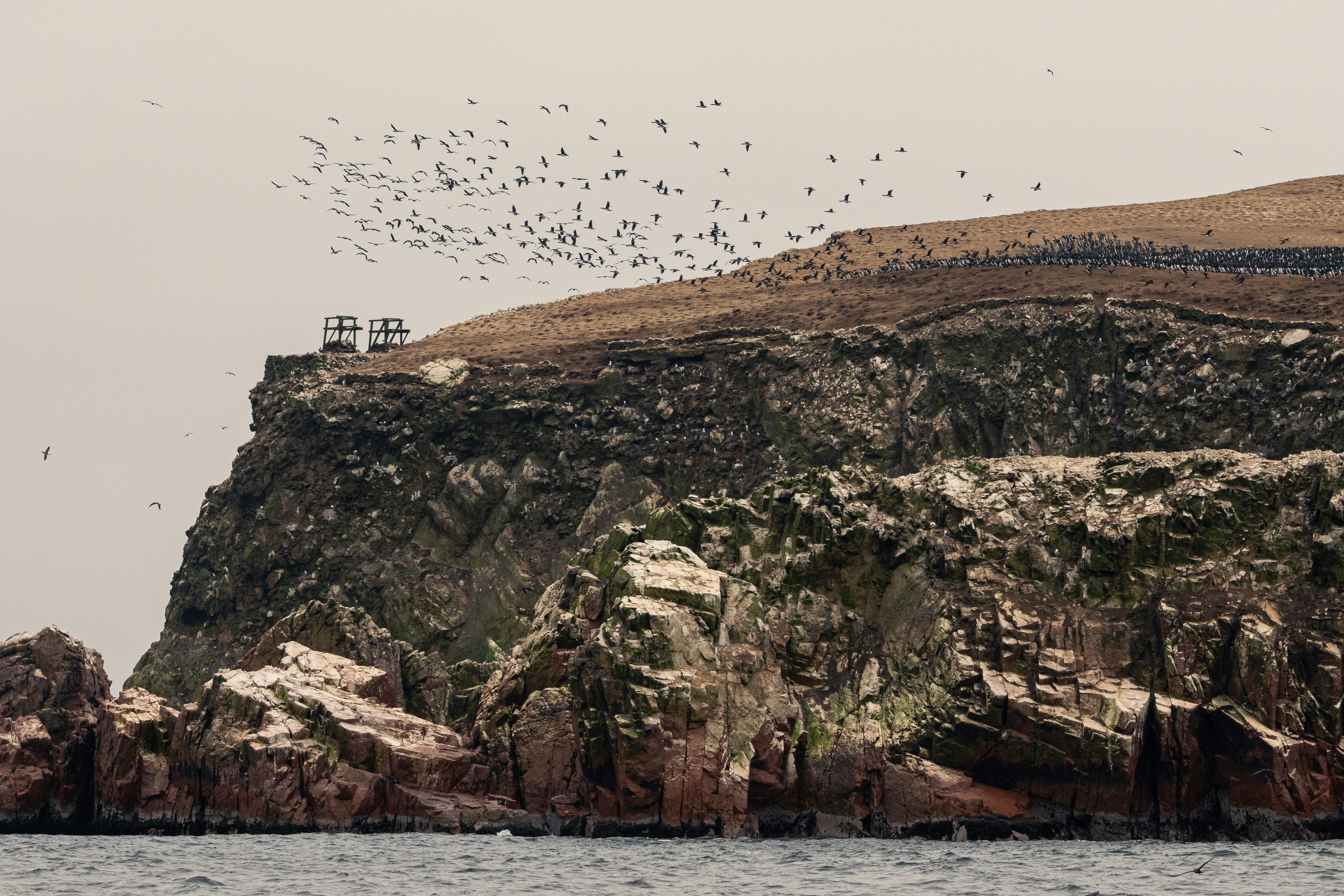 Flock of Birds Flying from Rocky Cliff Island · Free Stock Photo