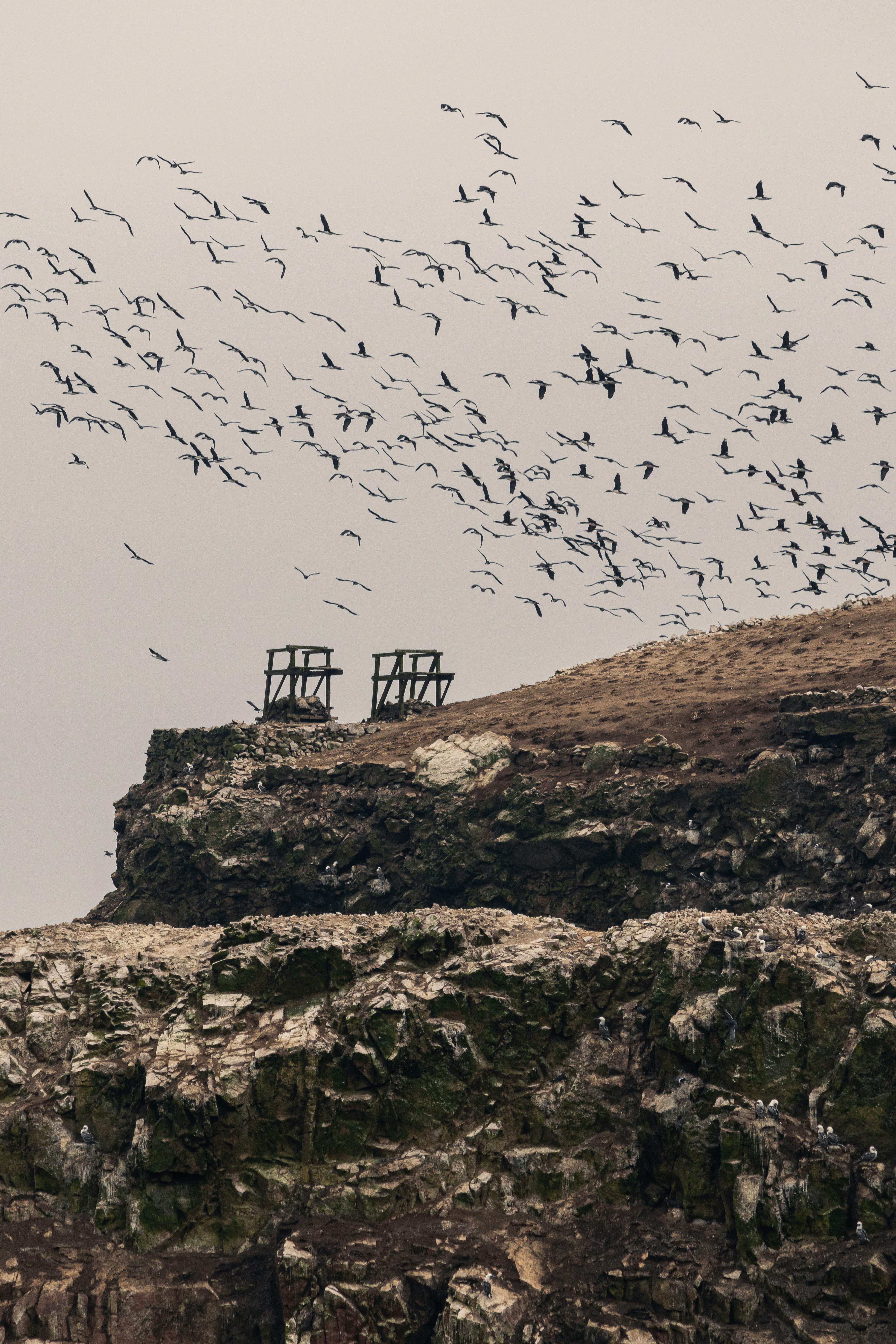 Flock of Birds Flying over Rocky Cliff Island · Free Stock Photo