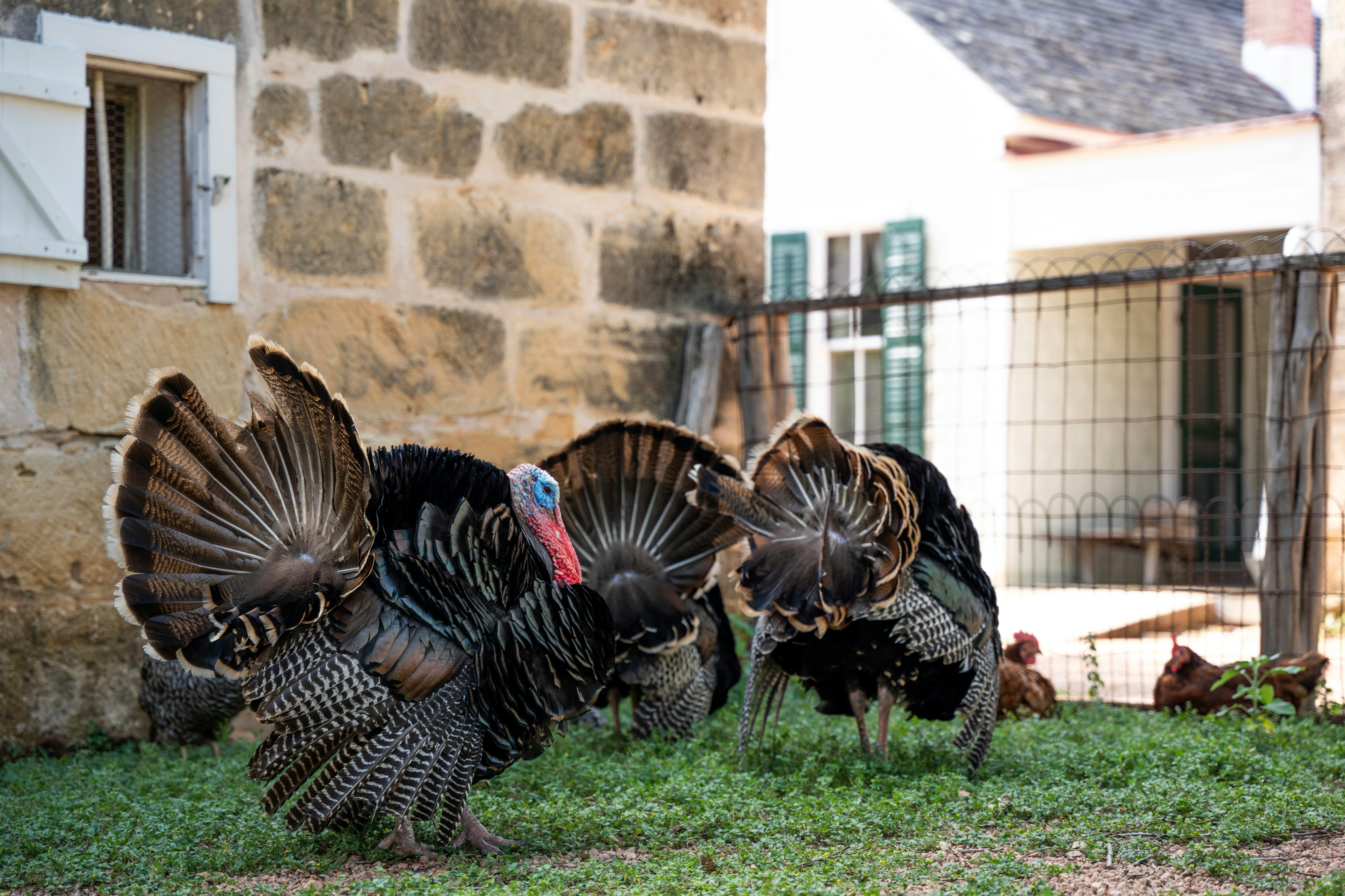 Turkey on the Farm · Free Stock Photo